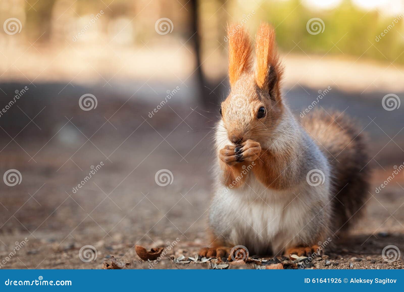 Fluffy red squirrel stock photo. Image of outdoor, outdoors - 61641926
