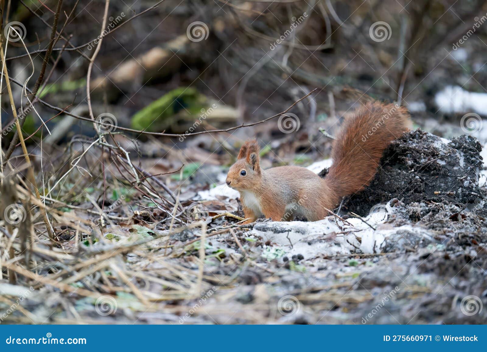 Fluffy Red Squirrel on the Ground Looking Around. Stock Image - Image ...