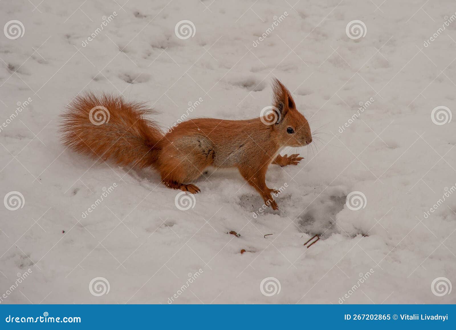 Fluffy Red Squirrel Jumping Stock Image - Image of beautiful, taming ...