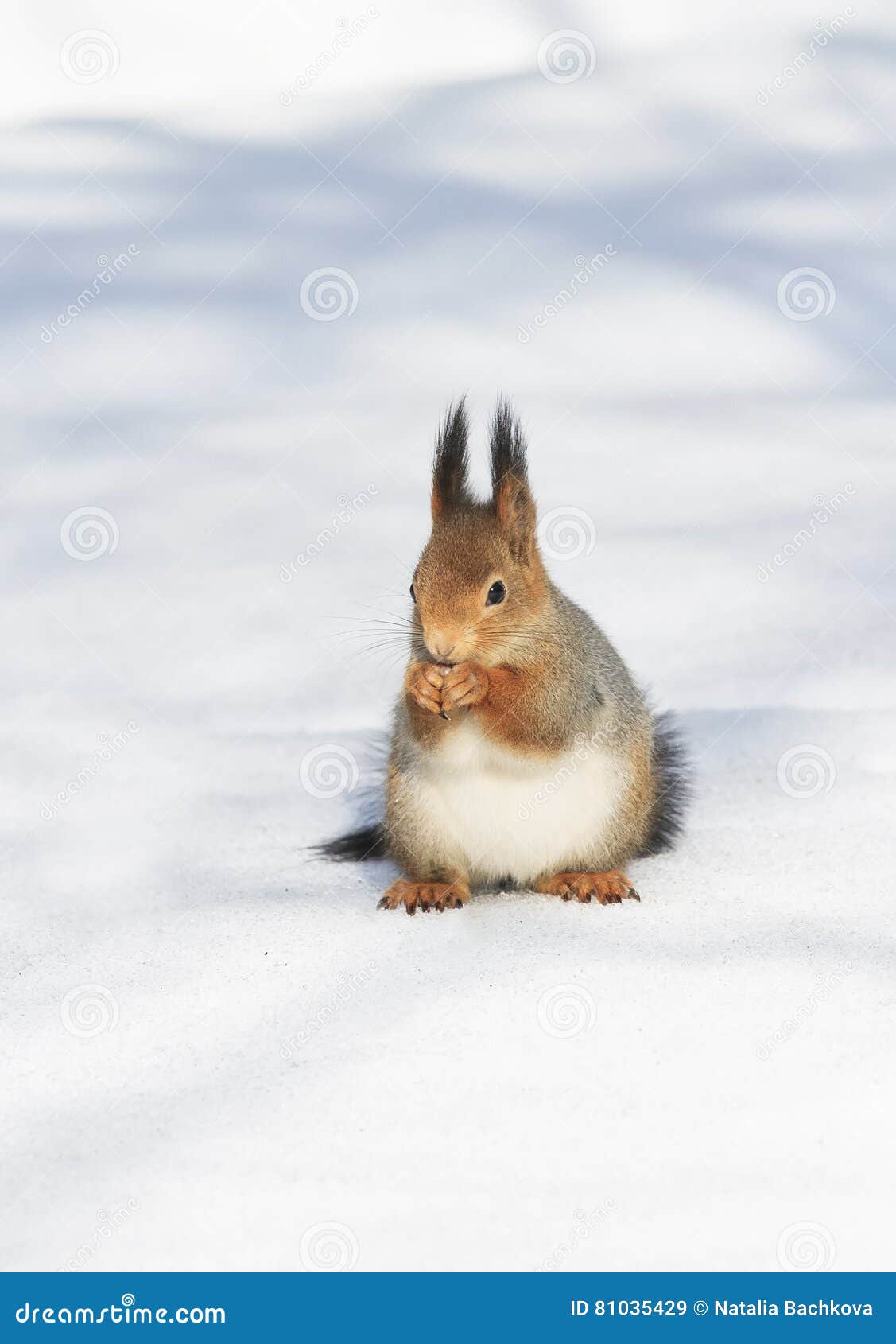 Fluffy Red Squirrel Seeking Seeds on the White Snow in Winter Park ...