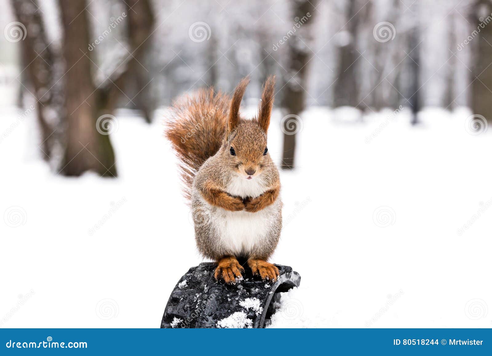Fluffy Red Squirrel Sitting on Bench in Winter Park Stock Photo - Image ...