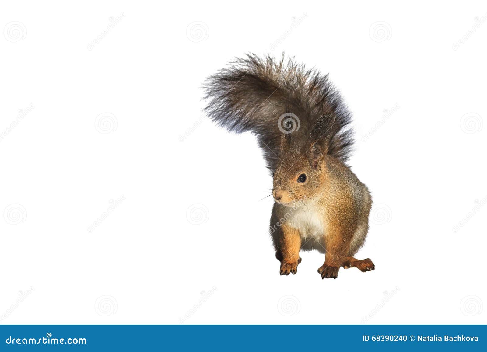 White Squirrel On Tree Stock Photo | CartoonDealer.com #41972418