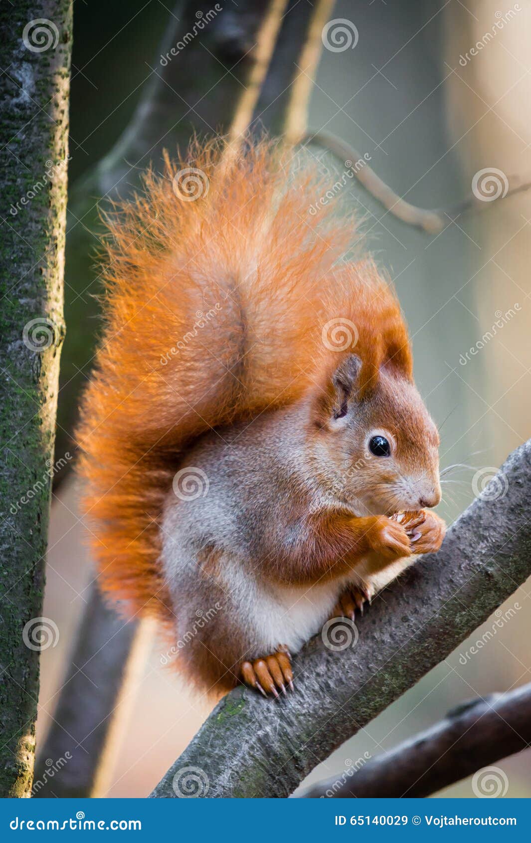 Fluffy Red Squirrel with Winter Fur Stock Image - Image of environment ...