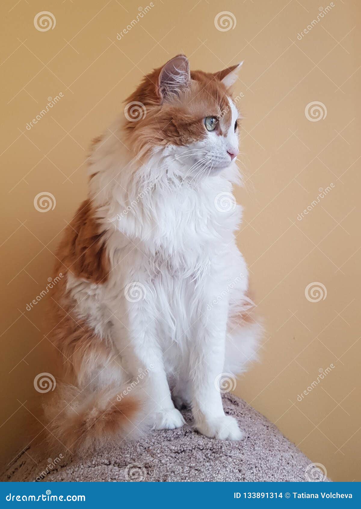 Fluffy Red and White Cat Sits and Looks Stock Photo - Image of left ...