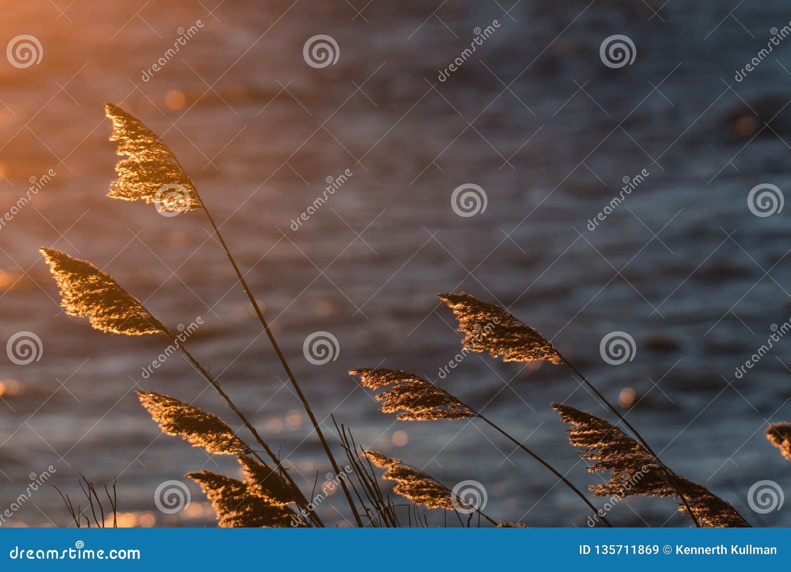 Fluffy reeds flowers stock image. Image of beauty, evening - 135711869