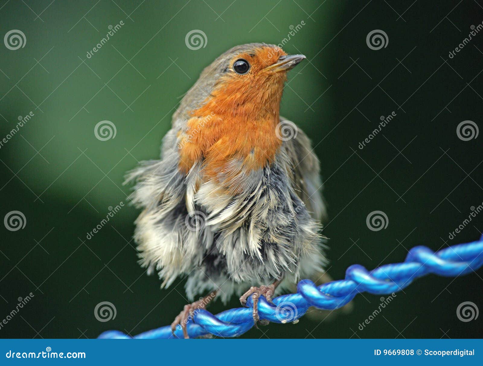 Fluffy Robin Royalty Free Stock Photos - Image: 9669808