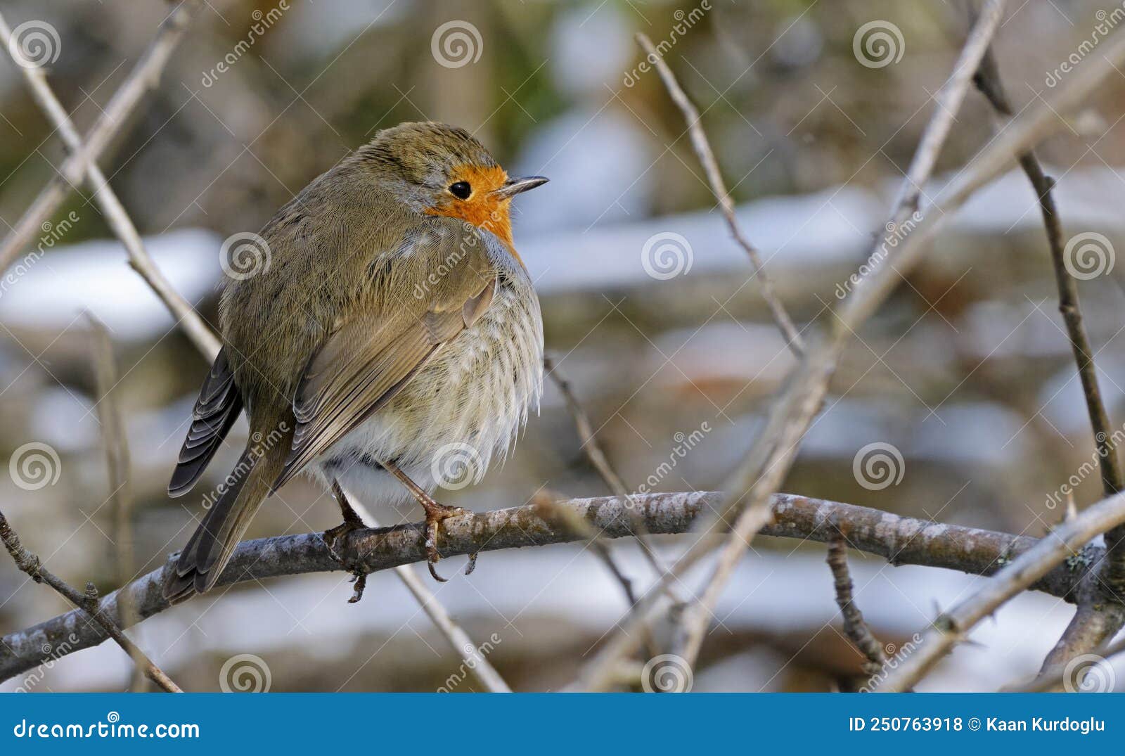 A fluffy robin stock photo. Image of winter, wild, fluffy - 250763918
