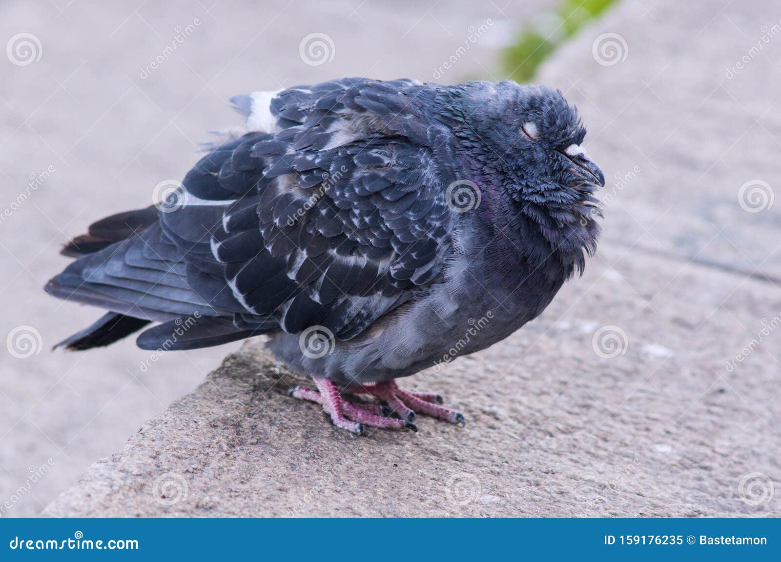 Pigeon stock image. Image of fluffy, animal, diseased - 159176235
