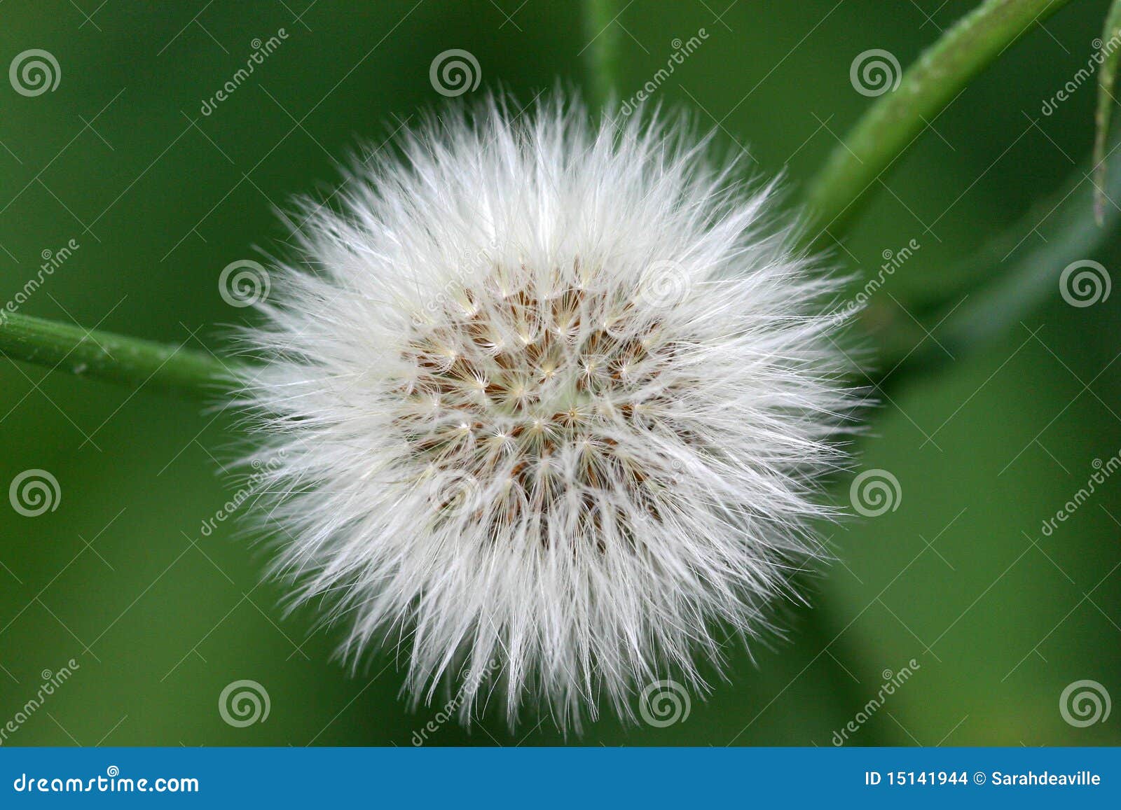 Fluffy seed head stock photo. Image of fluffy, dandelion - 15141944