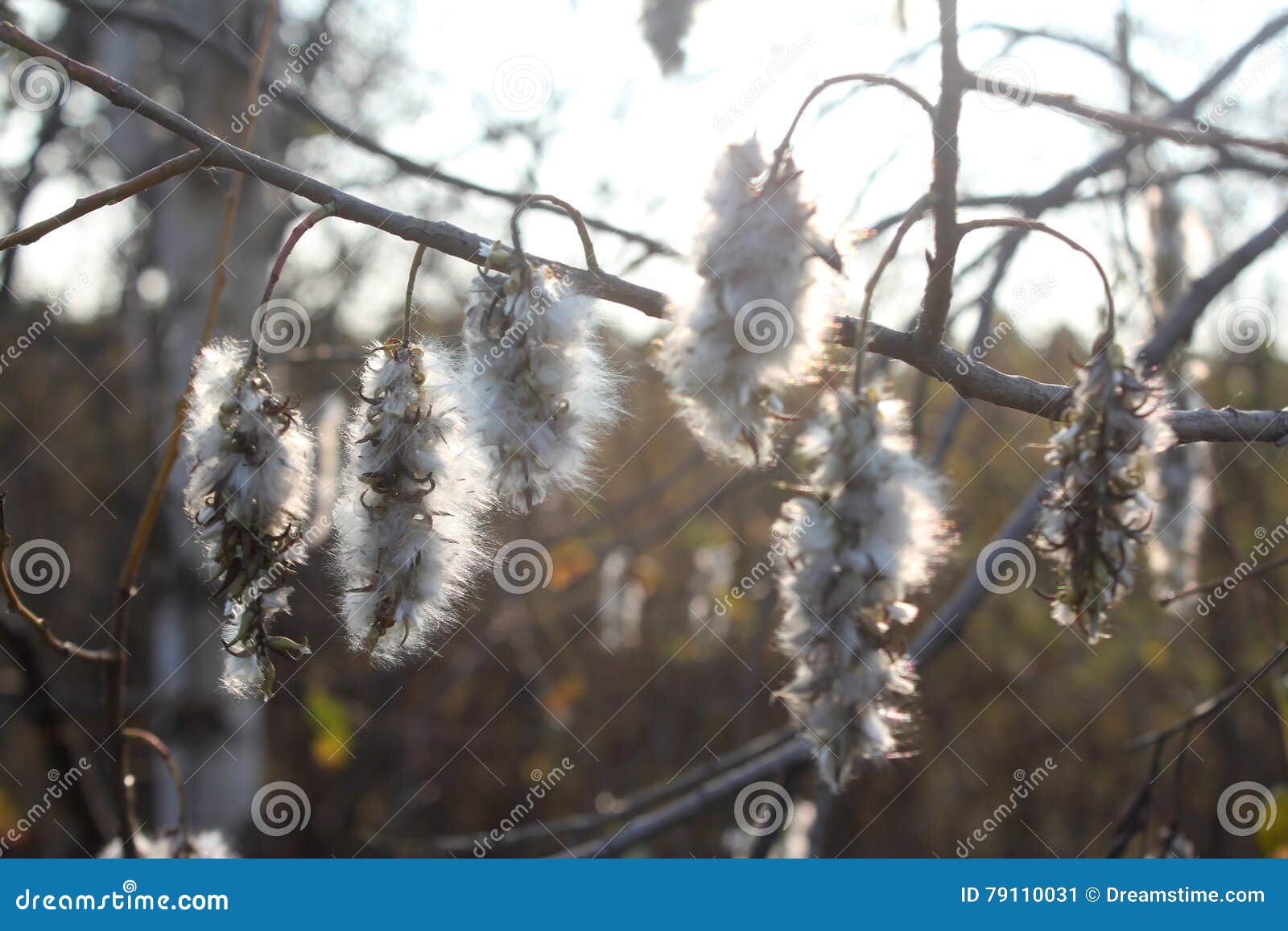 Fluffy seeds on the tree stock image. Image of leaf, poplar - 79110031