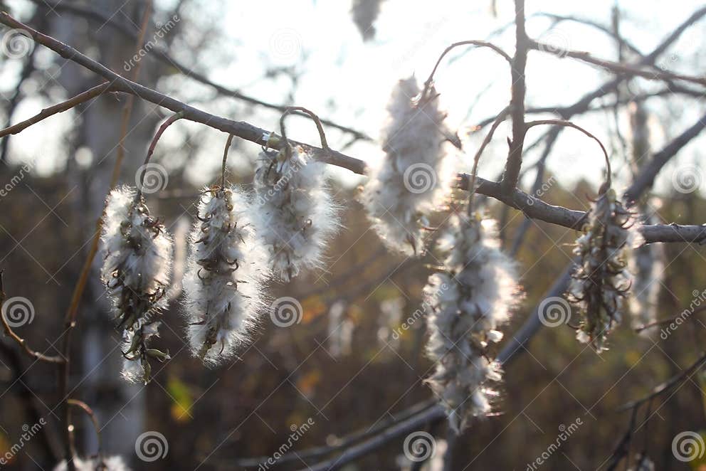 Fluffy seeds on the tree stock image. Image of leaf, poplar - 79110031
