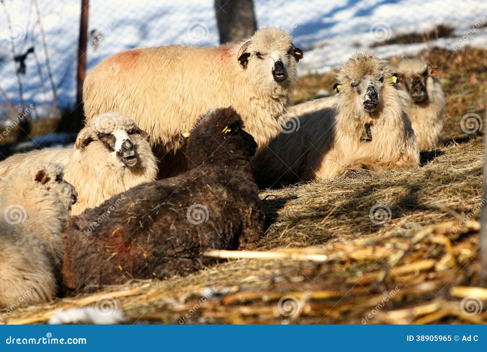Fluffy Sheep stock image. Image of farm, wool, woolly - 38905965