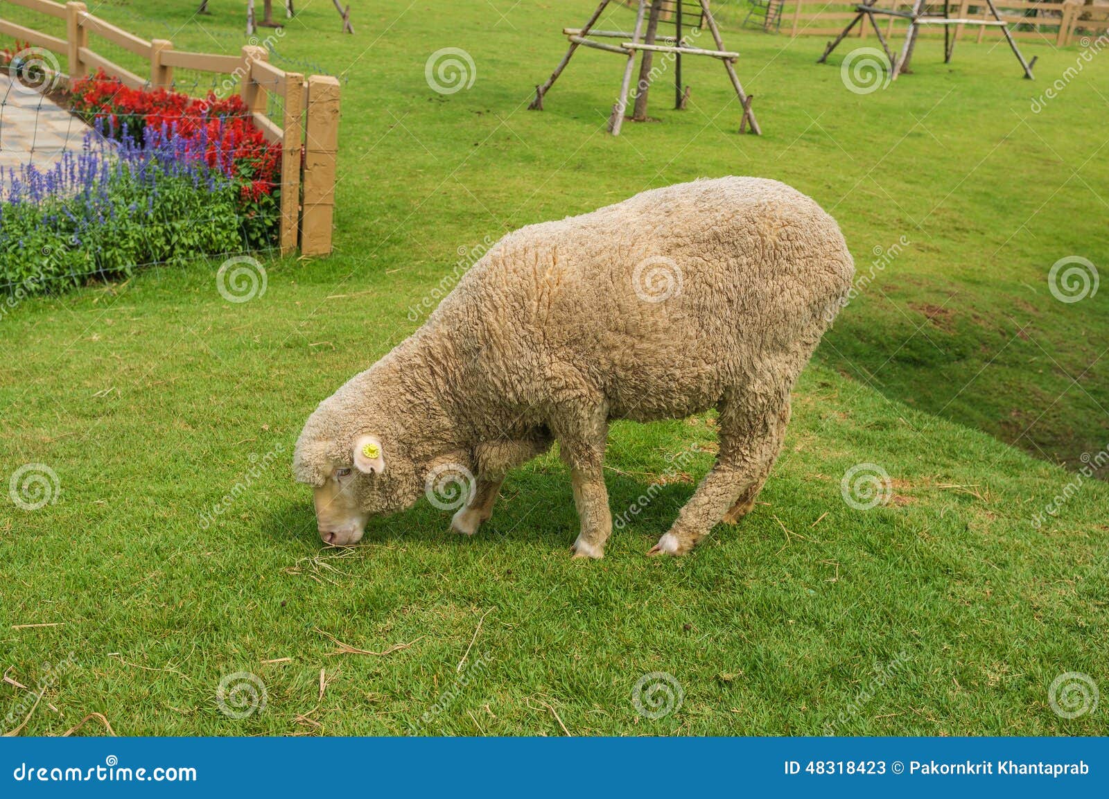 Fluffy Sheep stock image. Image of lifestyle, outdoor - 48318423