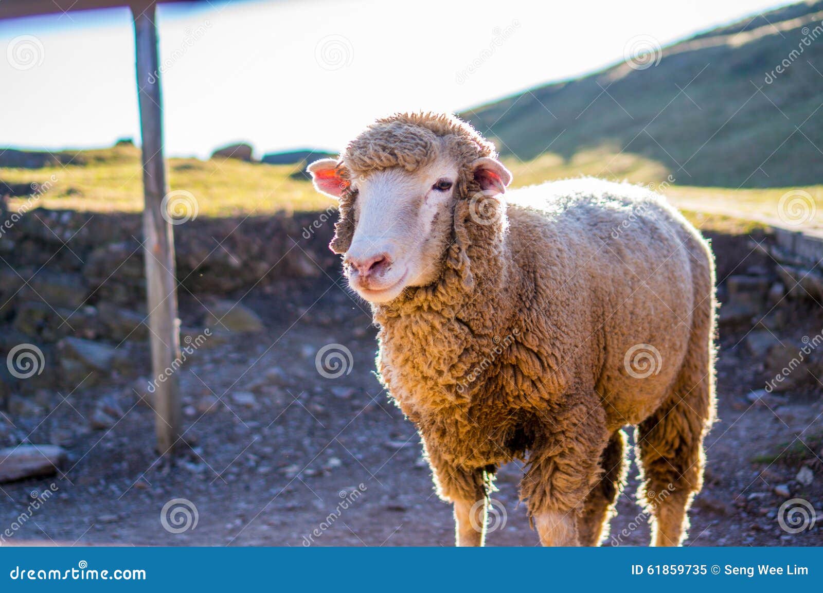Fluffy Sheep stock image. Image of animals, sweet, pets - 61859735