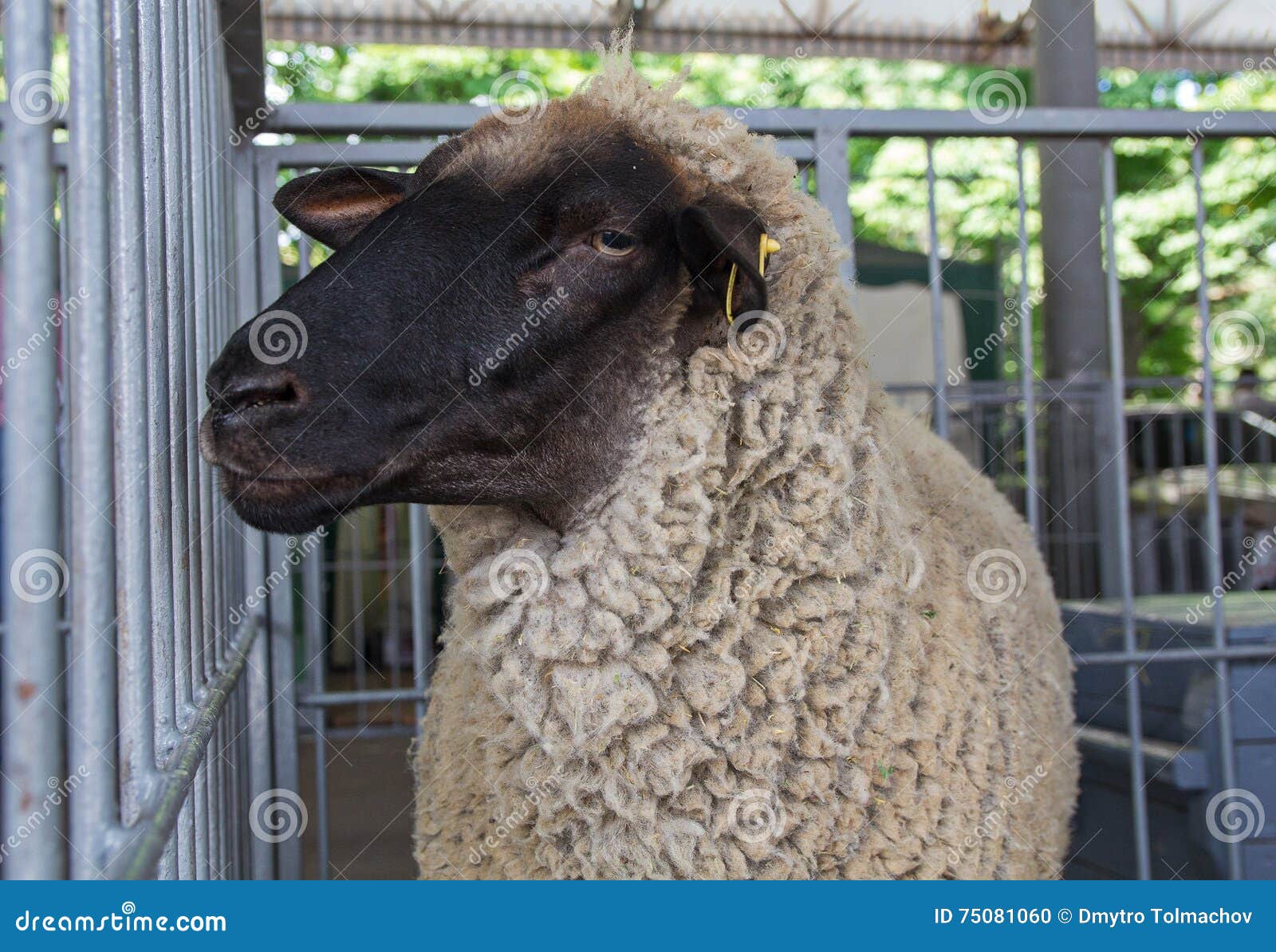 Fluffy Sheep Remains in the Pen Stock Photo - Image of curious ...