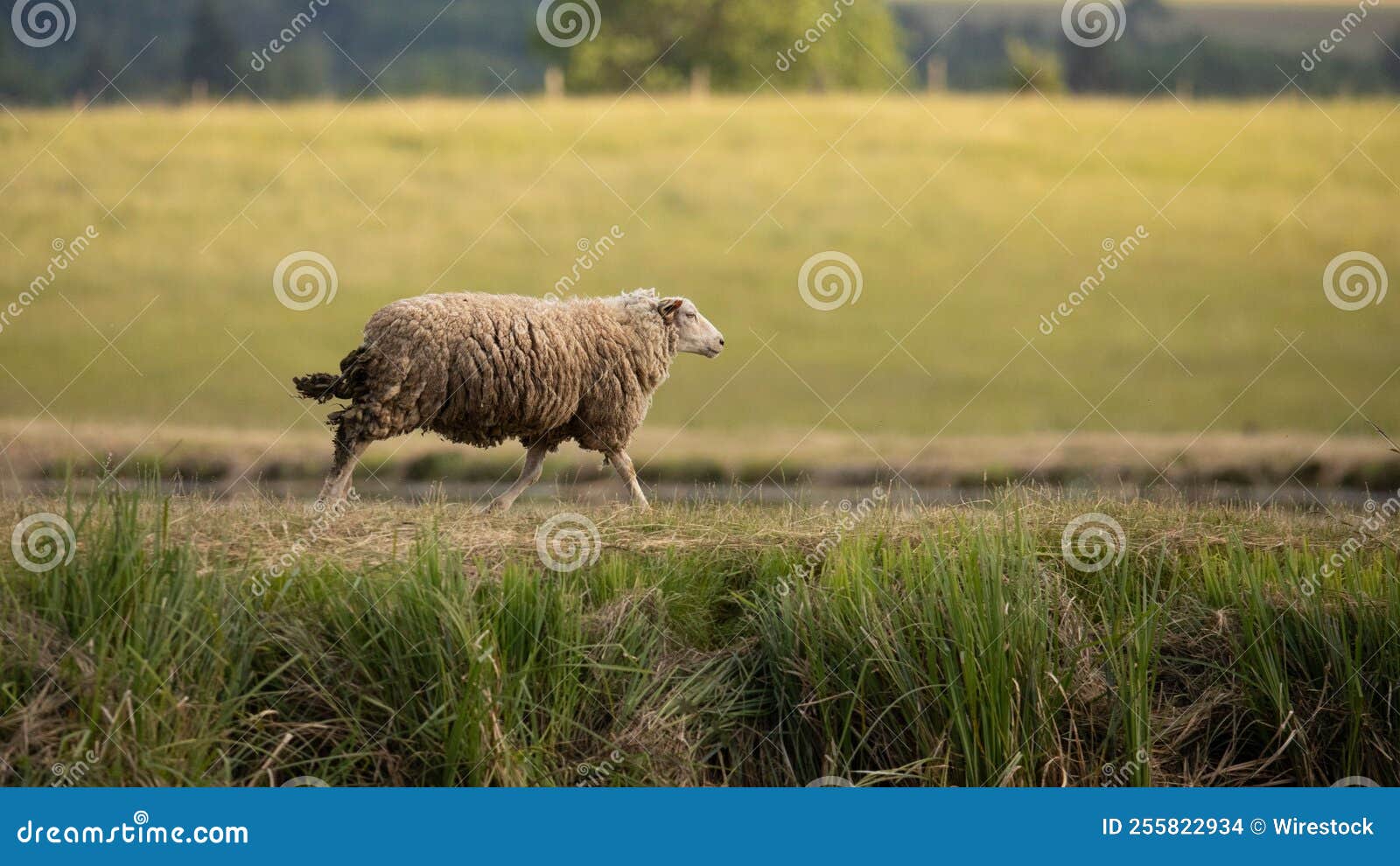 Fluffy Sheep Running on the Meadows Stock Photo - Image of meadow, wool ...