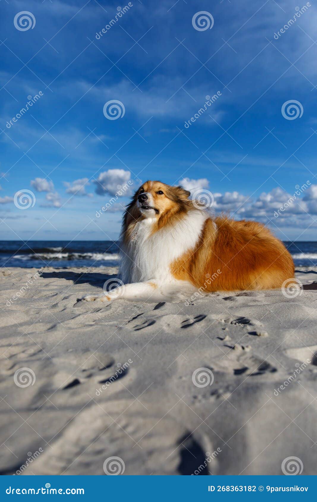 Fluffy Sheepdog is on the Beach. Stock Photo - Image of breed, nature ...