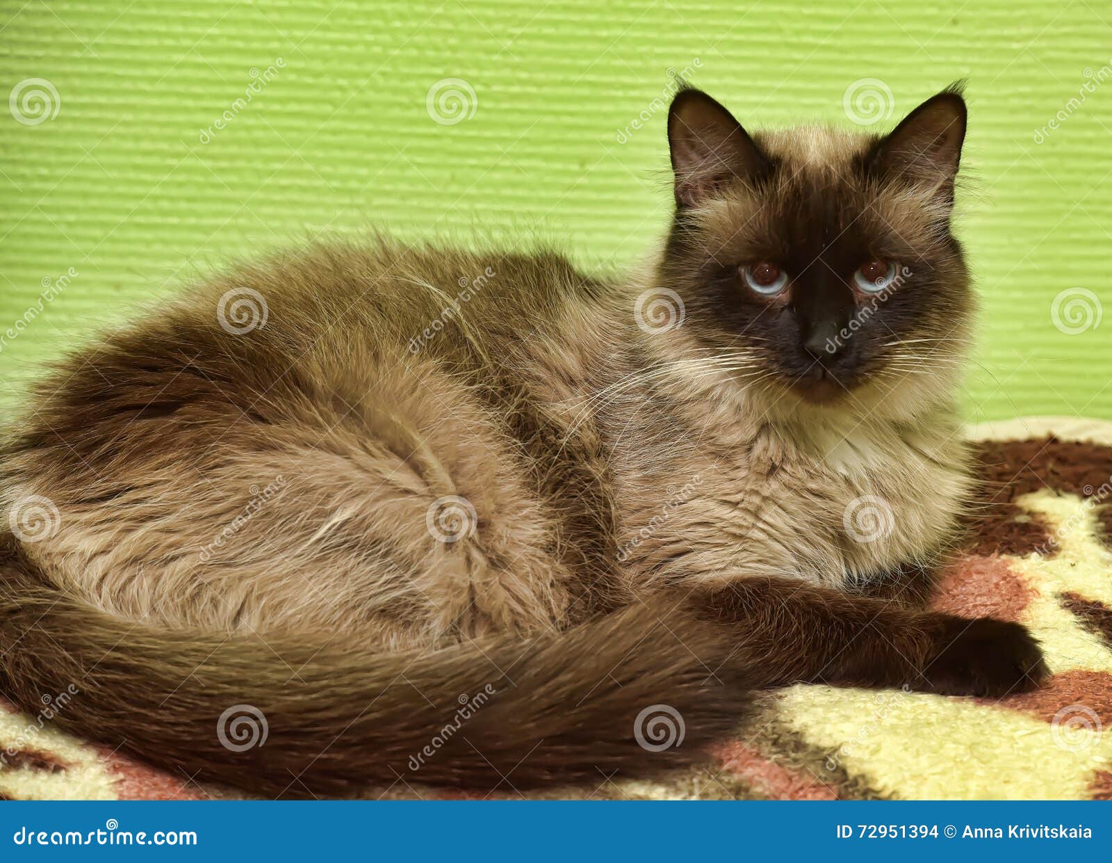 Fluffy Siamese Cat