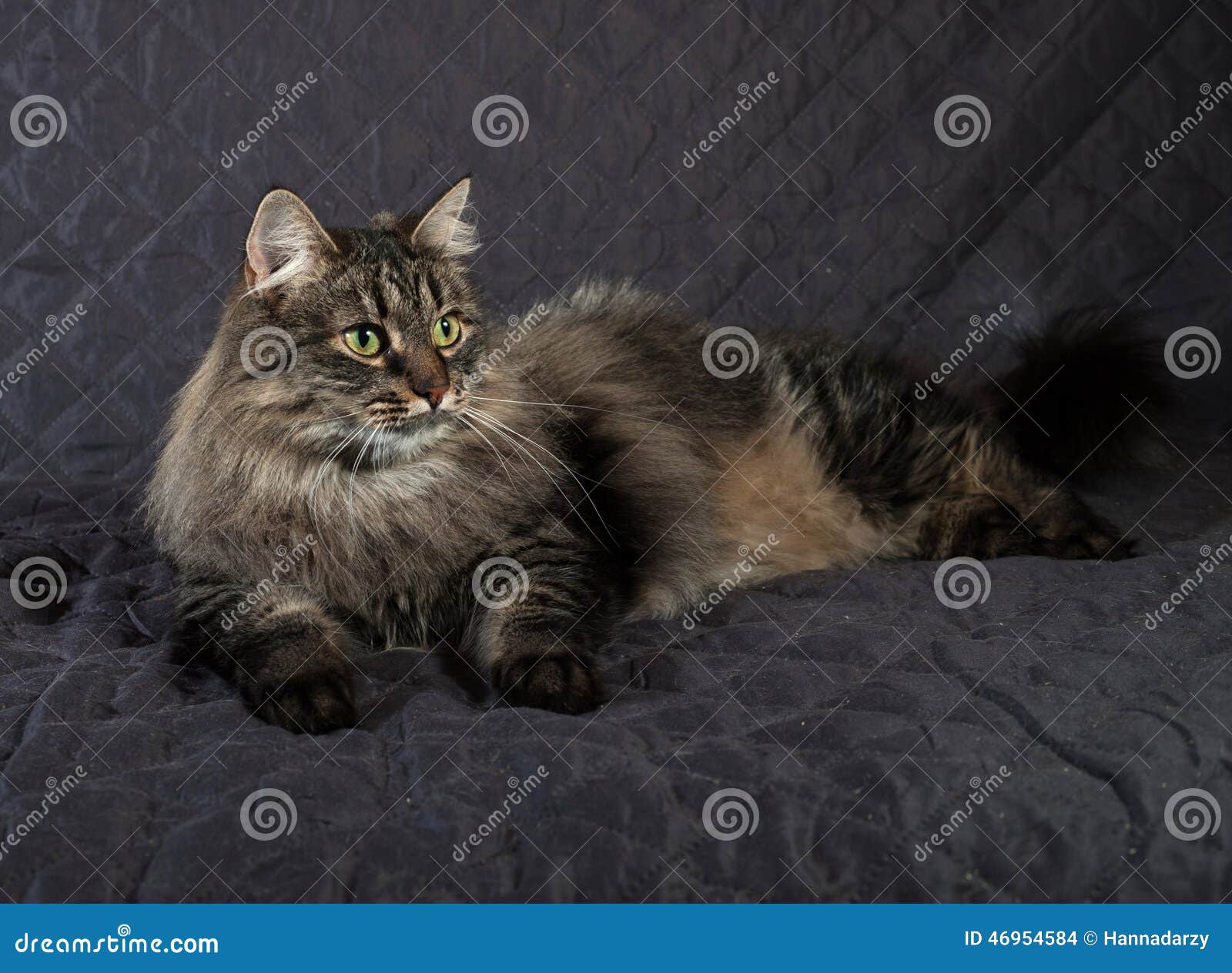 Fluffy Siberian Tabby Cat Lying On Quilt Stock Photo - Image of black ...