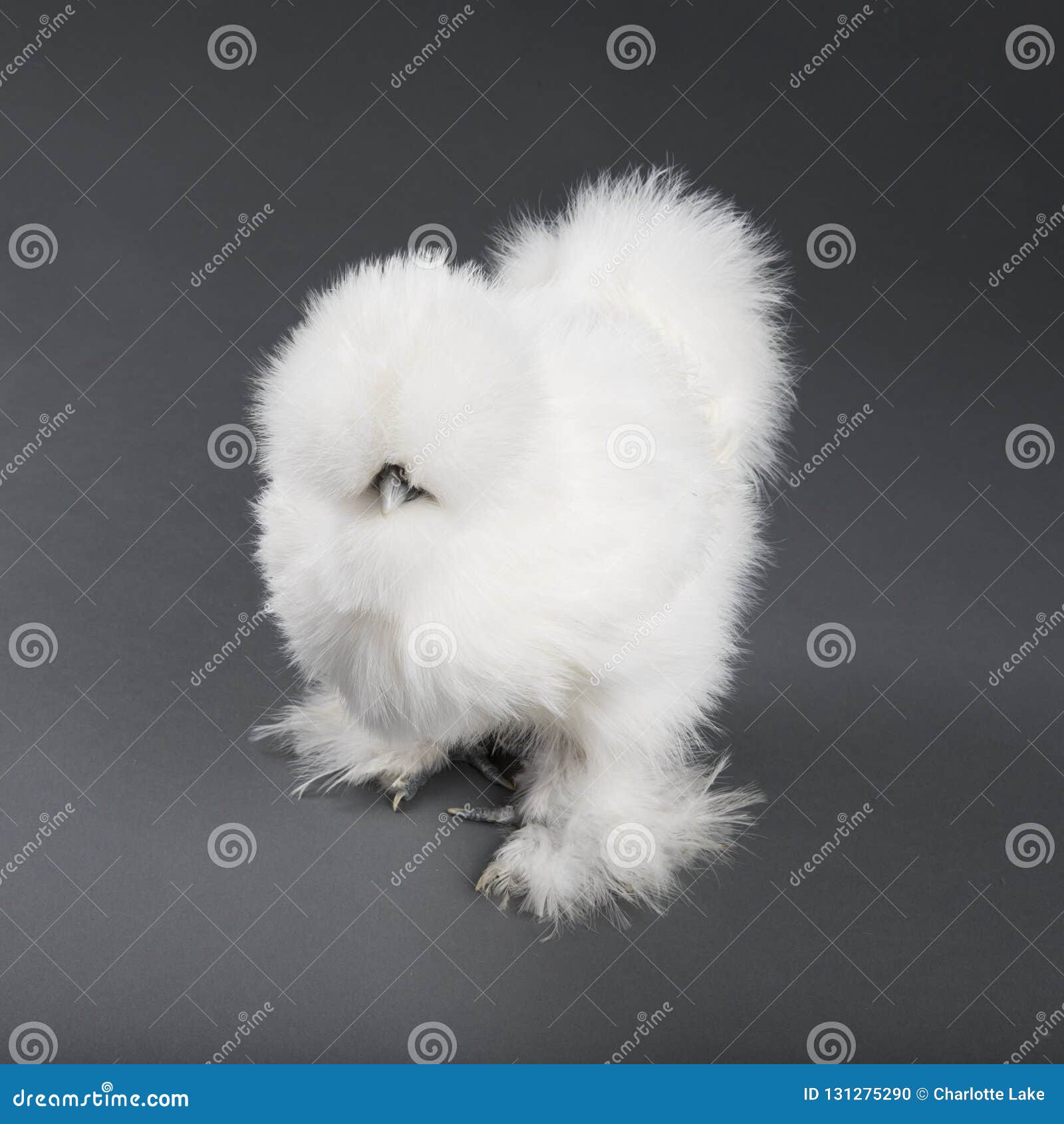 Fluffy White Chicken