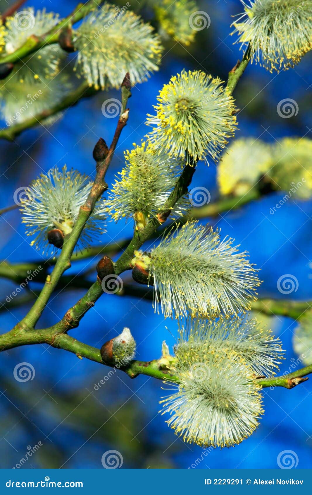 Fluffy Silky Catkins Close-up Stock Image - Image of botanical, cuddly ...