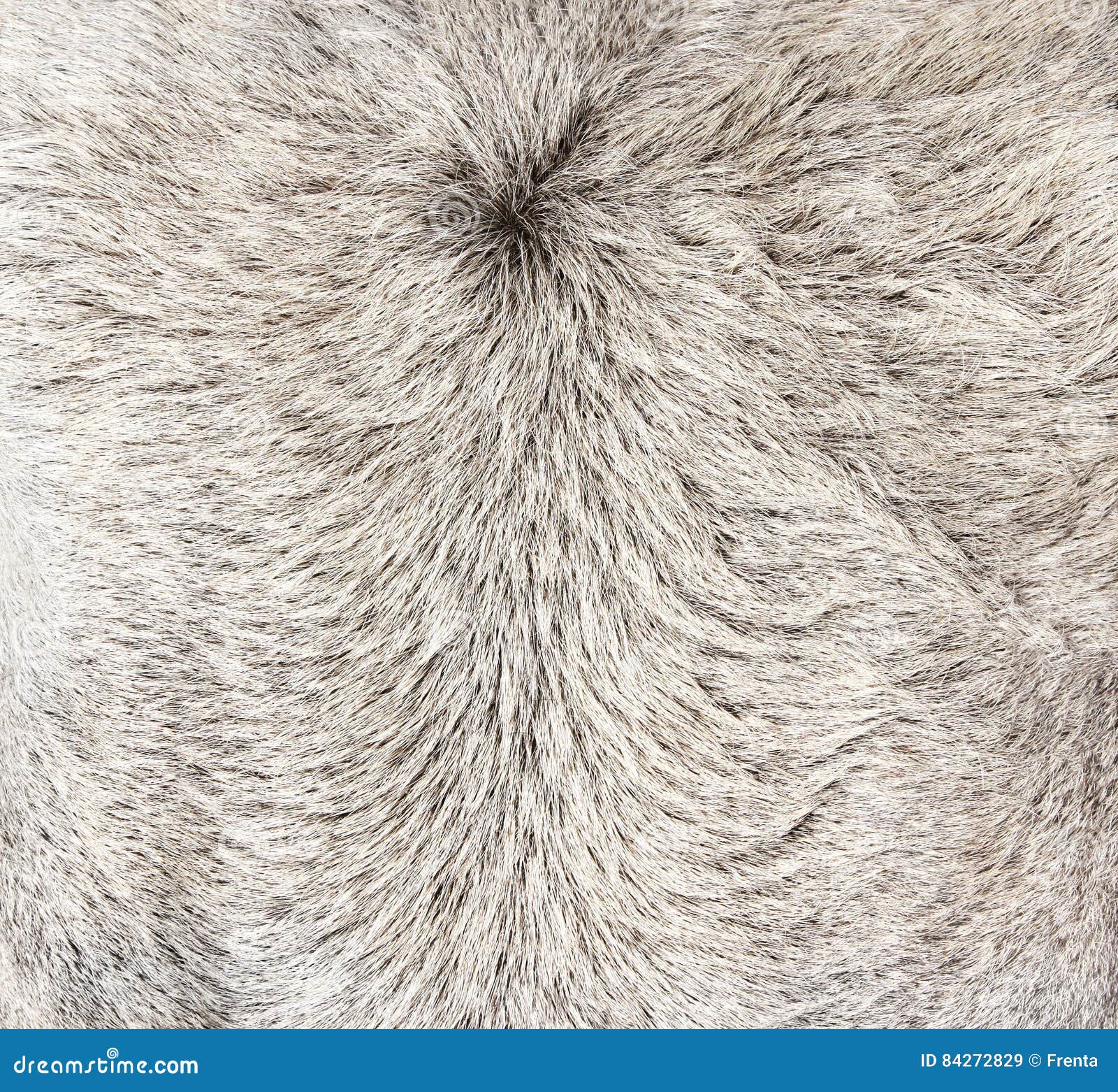 Fluffy skin of asian ox stock image. Image of zoology - 84272829