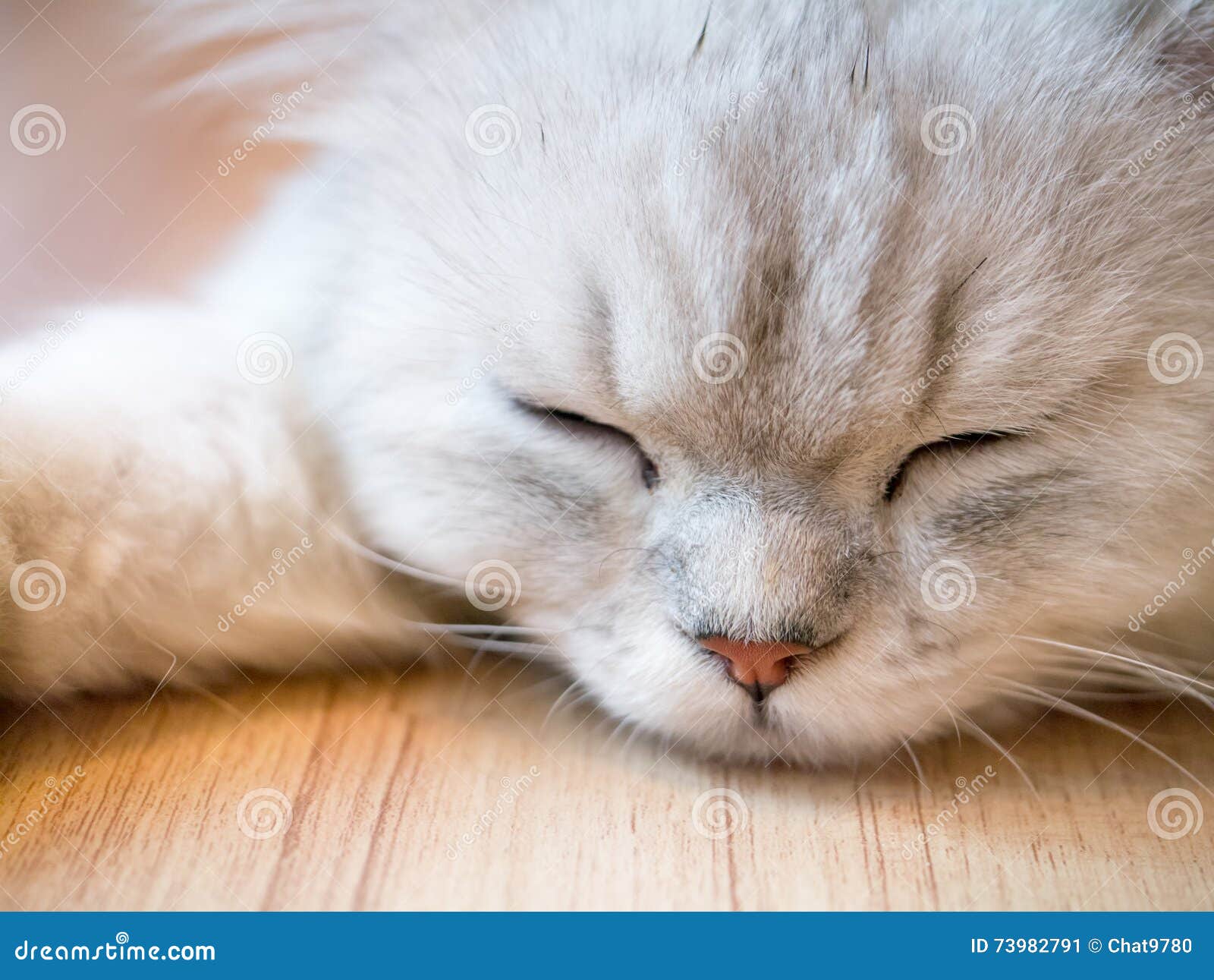 Fluffy sleeping cat stock image. Image of mammal, face - 73982791