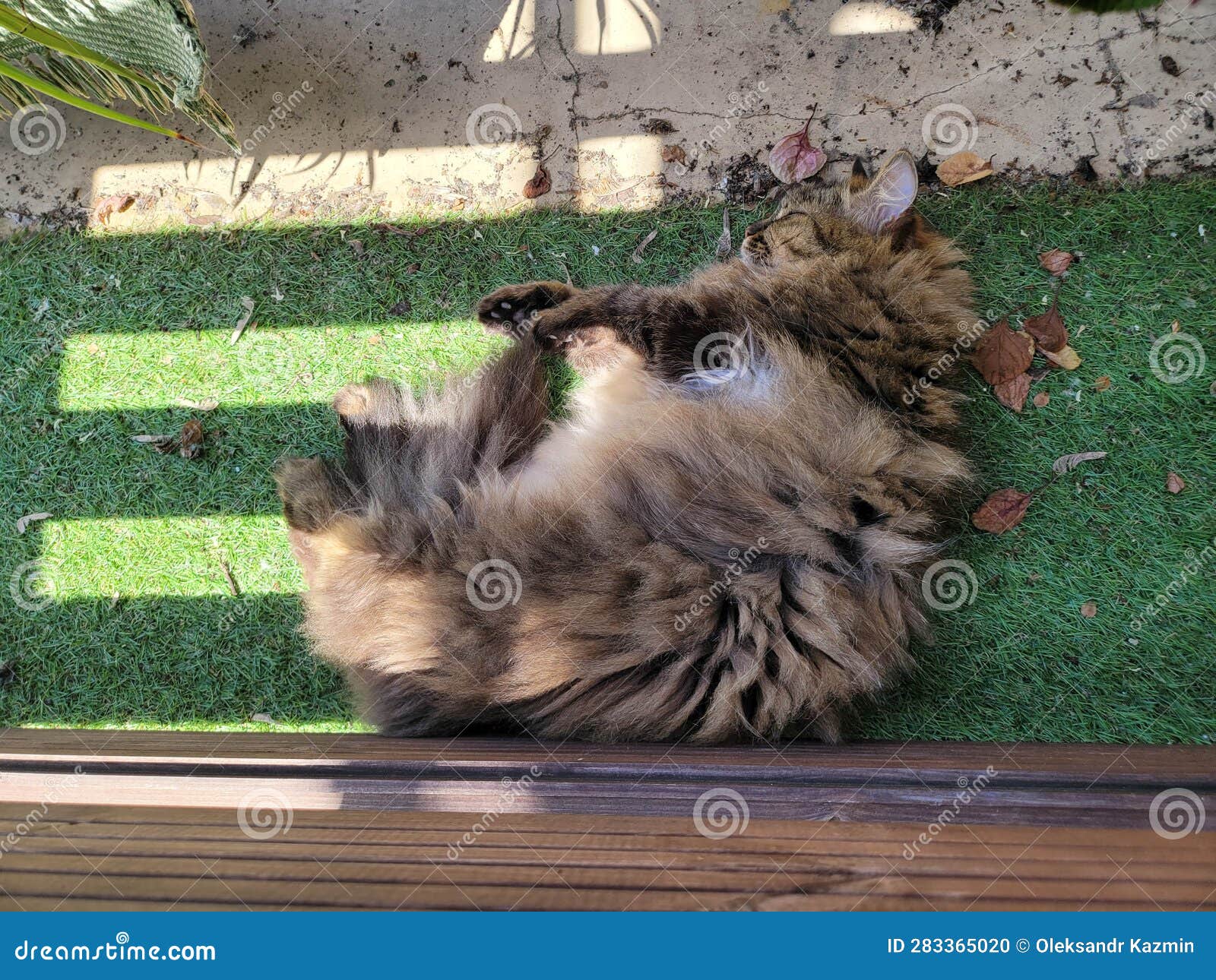 Fluffy sleeping stock photo. Image of rest, stretched - 283365020