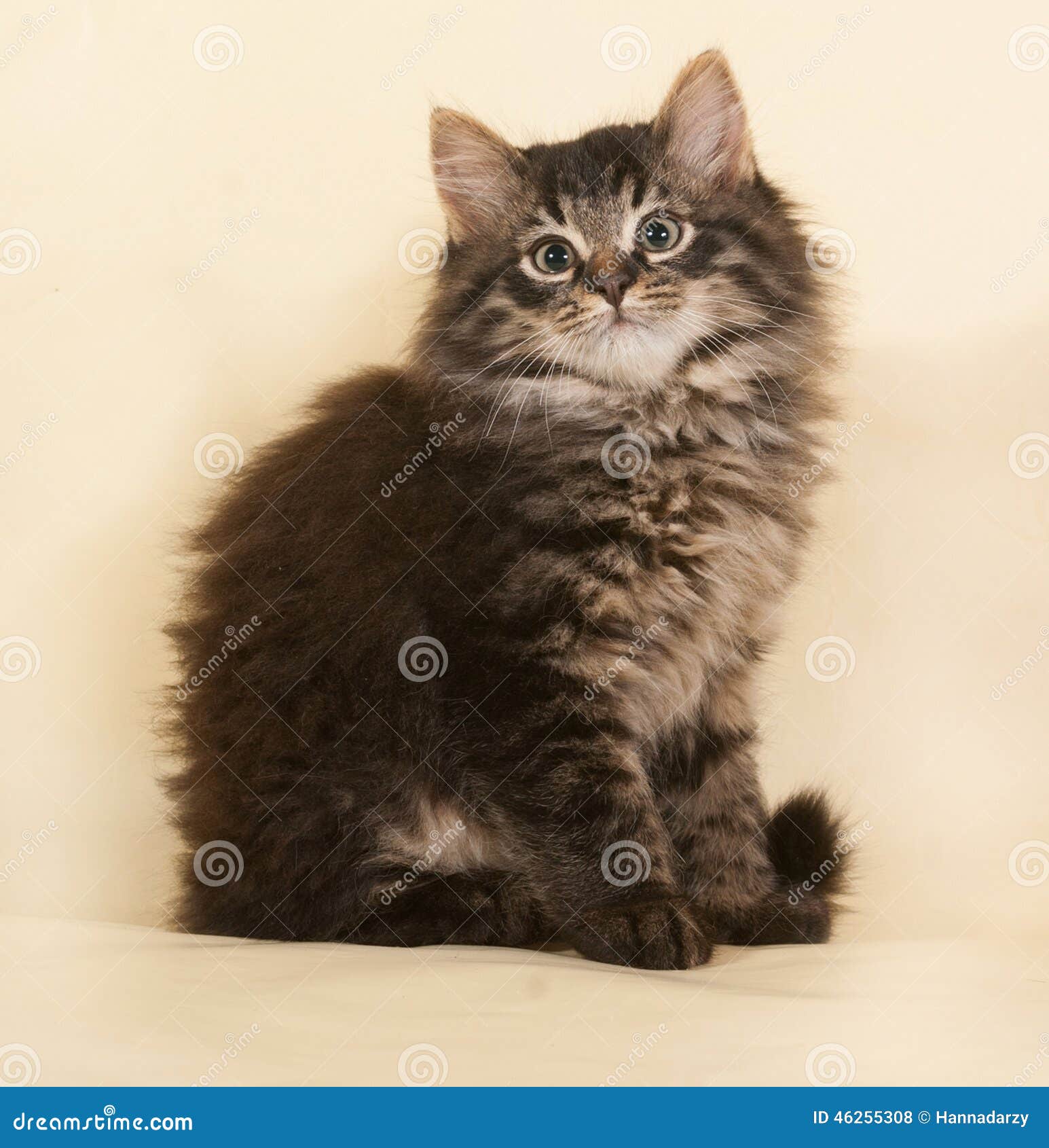 Fluffy Small Striped Kitten Sitting on Yellow Stock Photo - Image of ...
