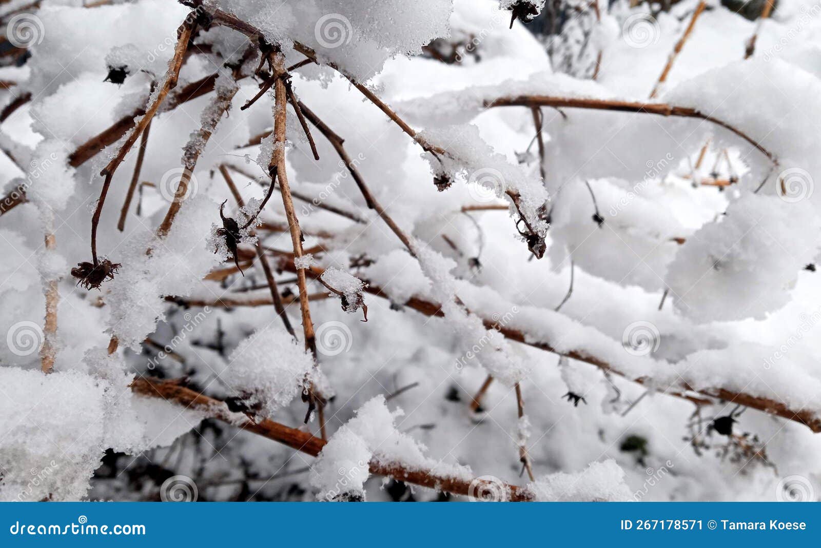 Fluffy Snow on Bar Tree Branches Stock Image - Image of januar, fresh ...