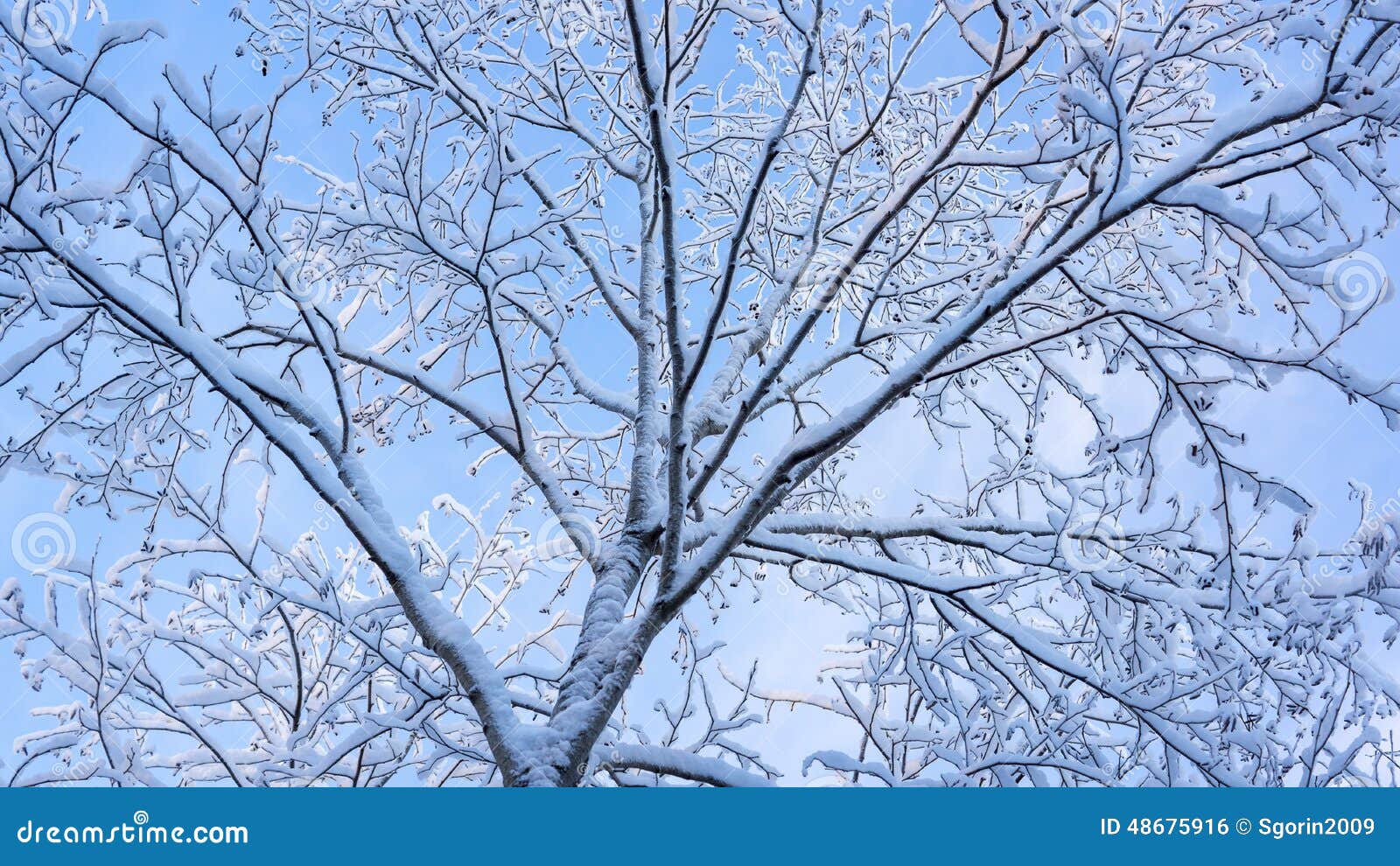 Fluffy Snow on Branches of Tree Stock Photo - Image of trees, tree ...