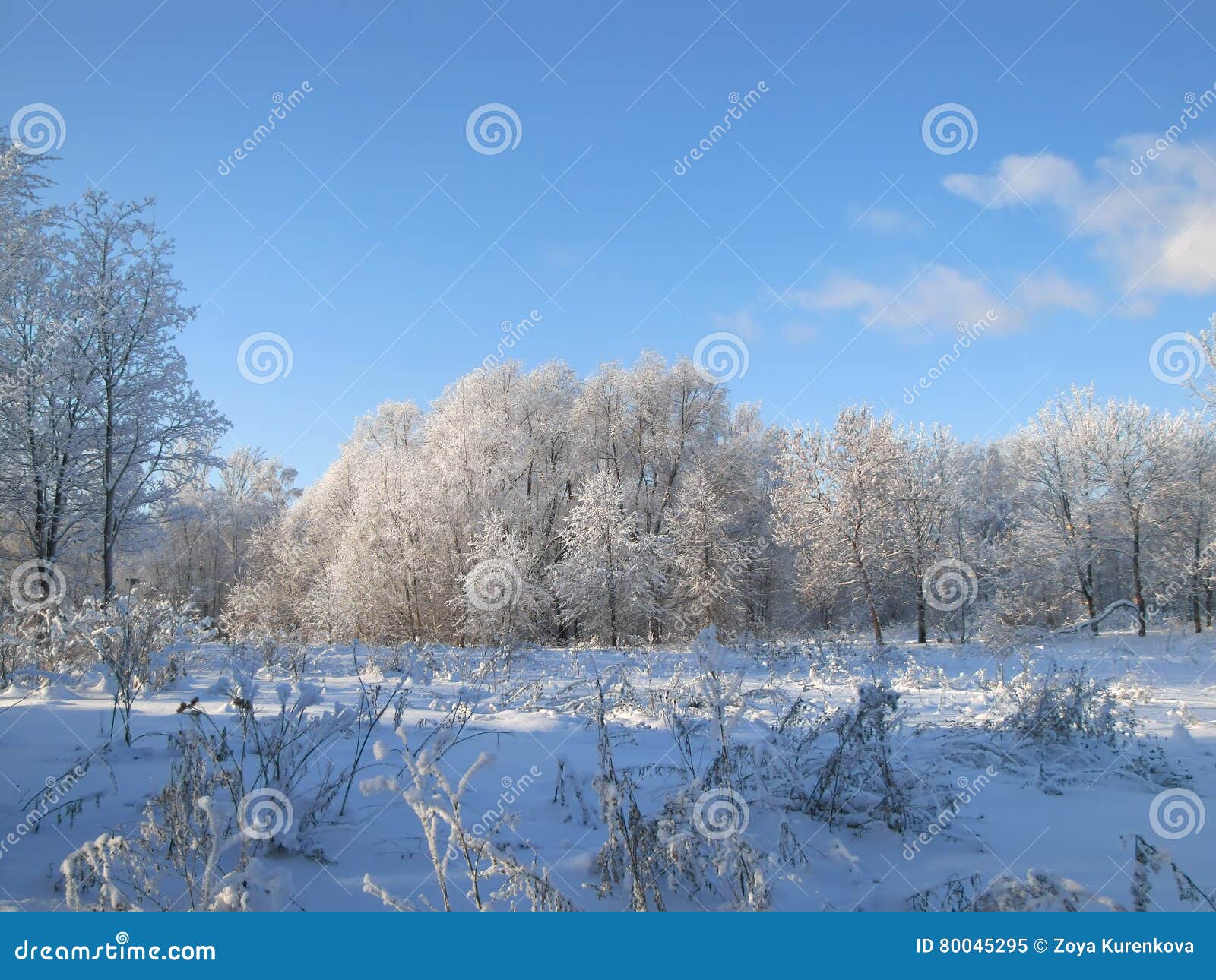 Fluffy snow stock image. Image of winter, january, weather - 80045295