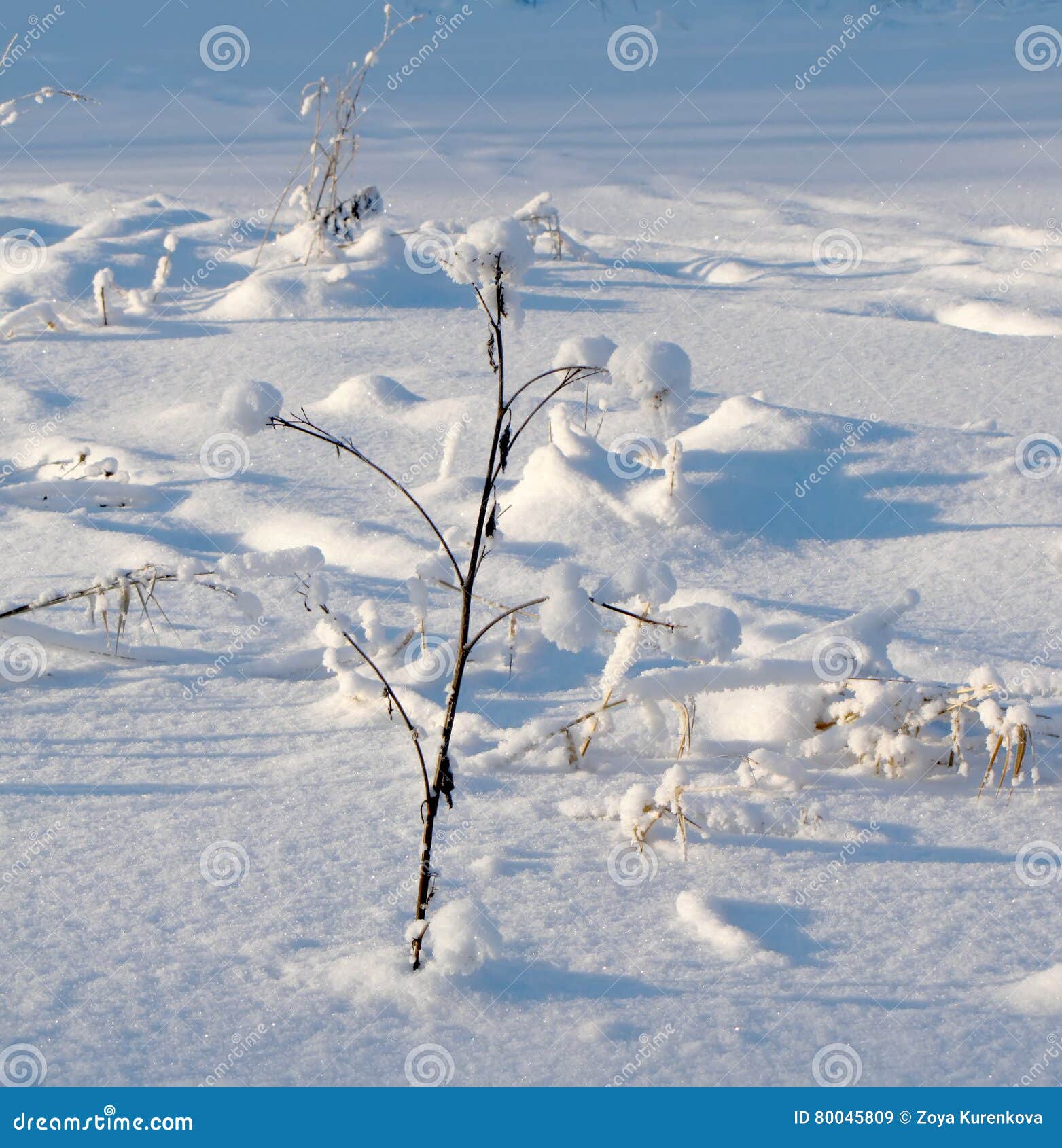 Fluffy snow stock image. Image of frost, snow, trees - 80045809