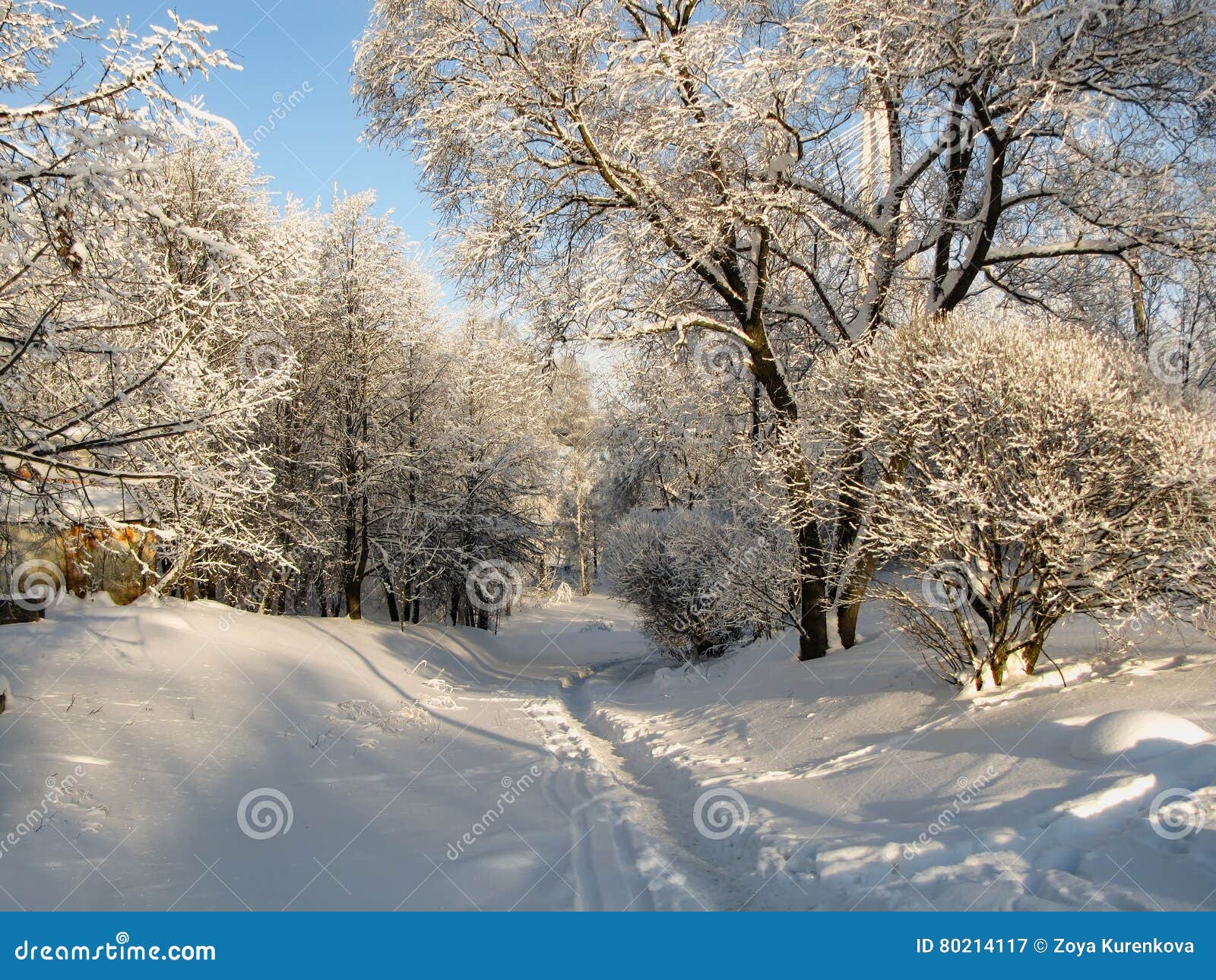 Fluffy snow stock image. Image of sunshine, winter, january - 80214117