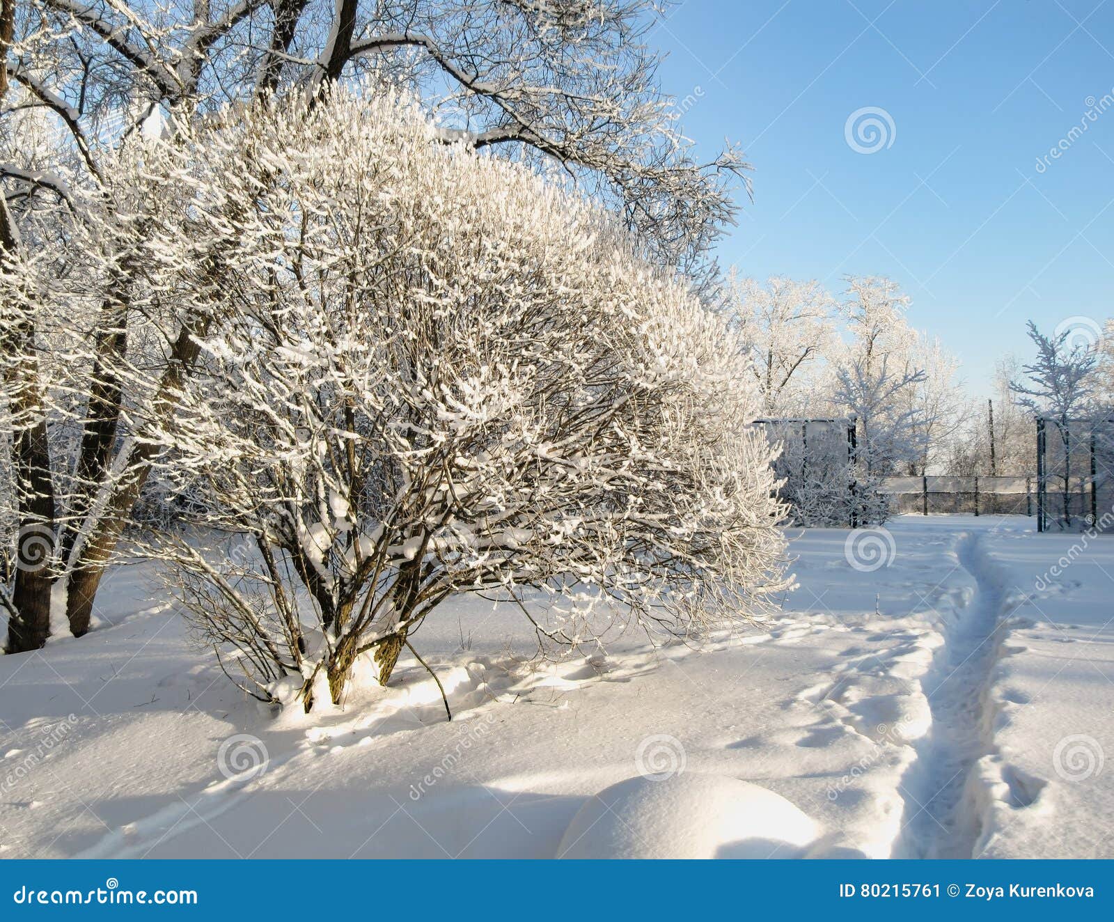 Fluffy snow stock image. Image of bushes, blue, winter - 80215761