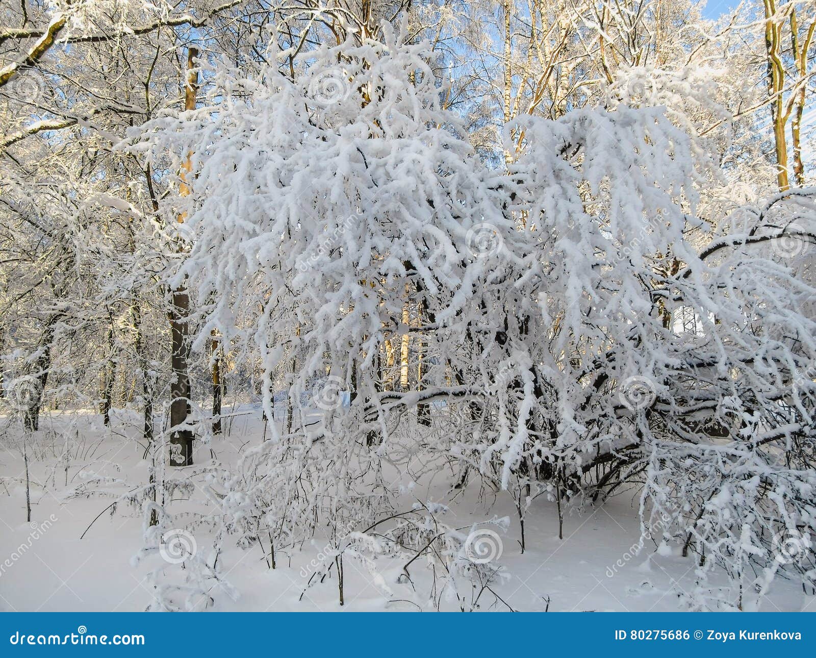 Fluffy snow stock photo. Image of winter, fluffy, snow - 80275686