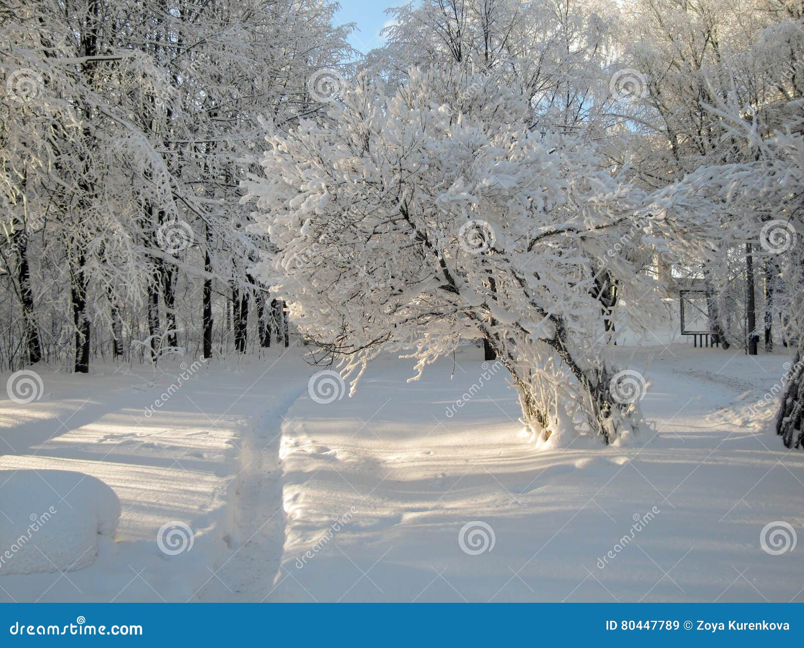 Fluffy snow stock image. Image of landscape, cold, trees - 80447789