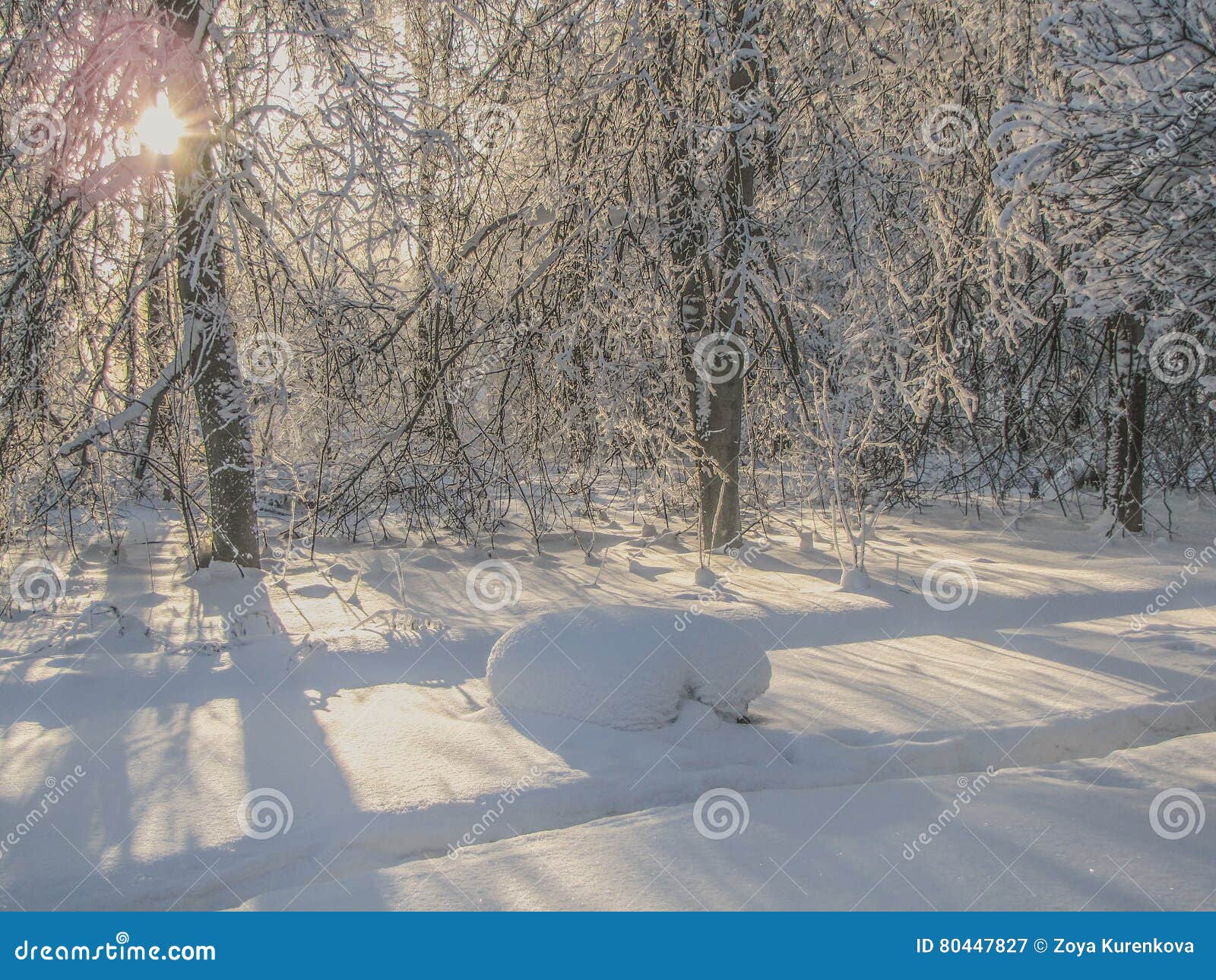 Fluffy snow stock image. Image of landscape, cold, trees - 80447827