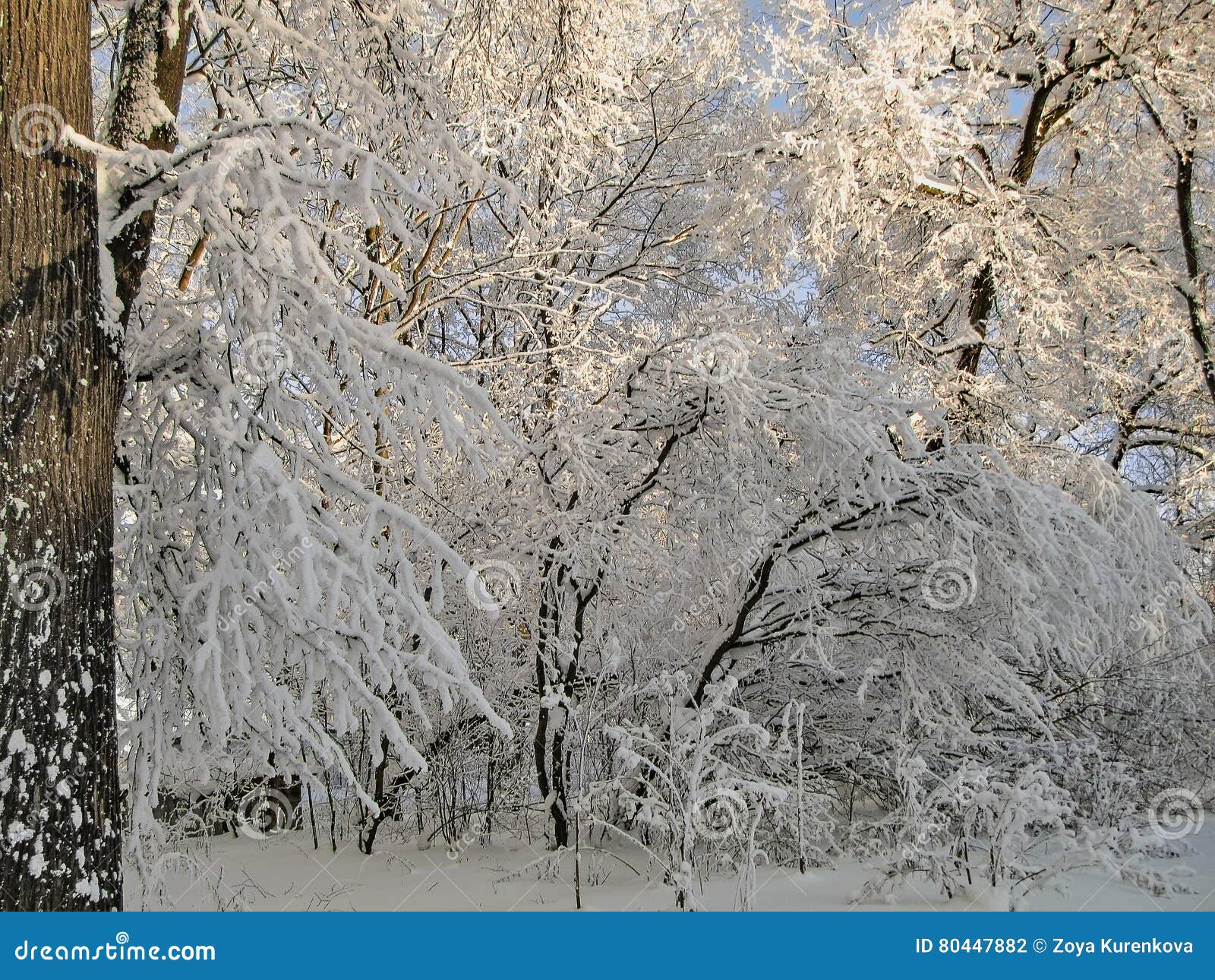 Fluffy snow stock photo. Image of trees, light, winter - 80447882