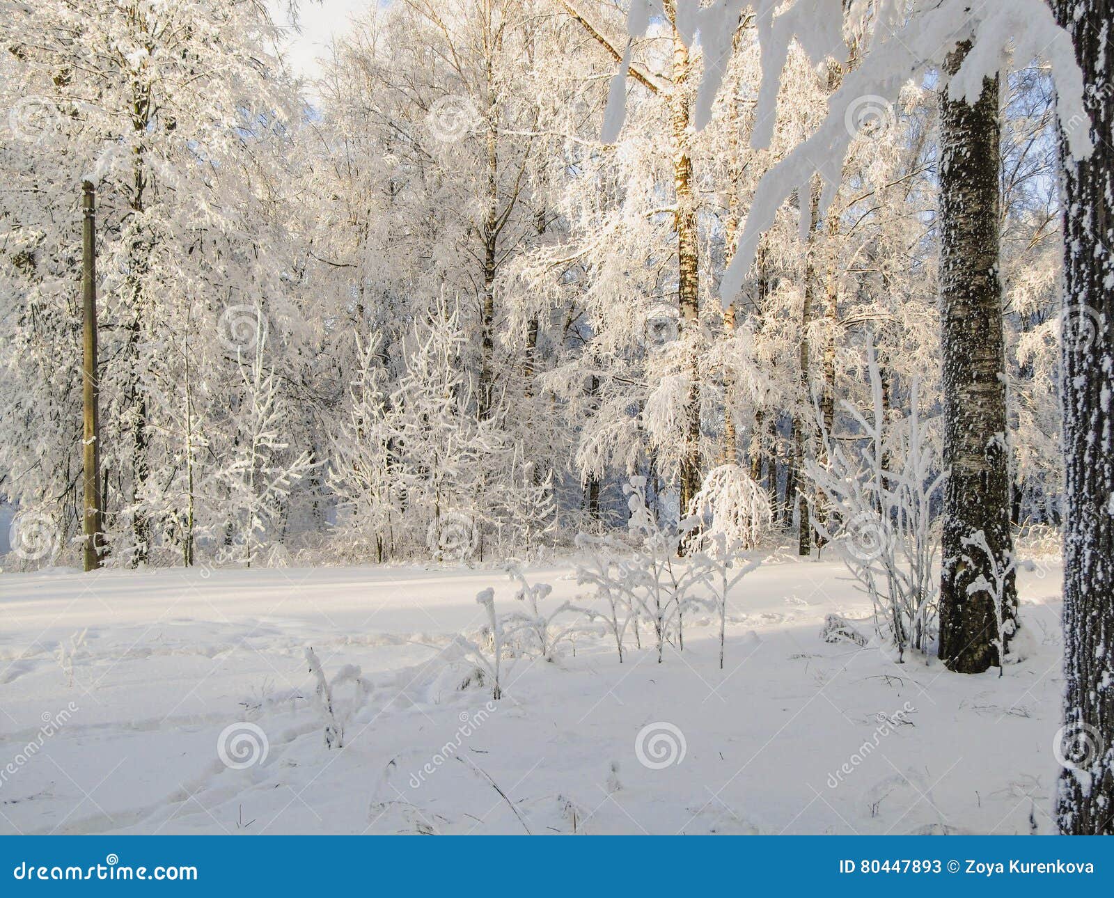 Fluffy snow stock image. Image of winter, snow, cold - 80447893