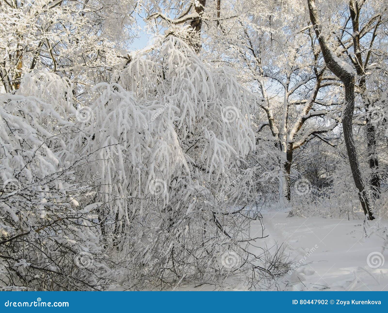 Fluffy snow stock photo. Image of fluffy, shade, branches - 80447902