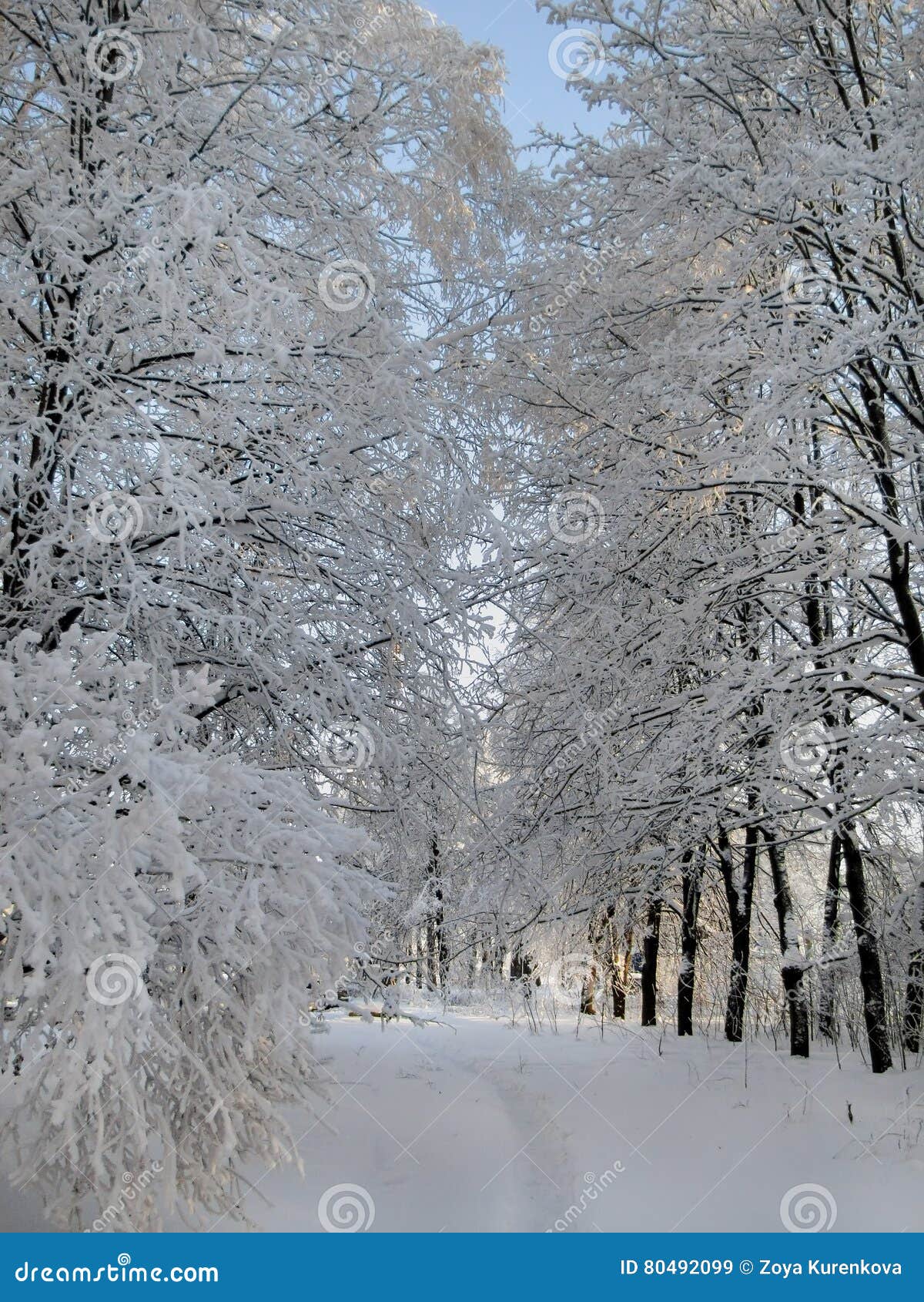 Fluffy snow stock image. Image of snow, nature, winter - 80492099