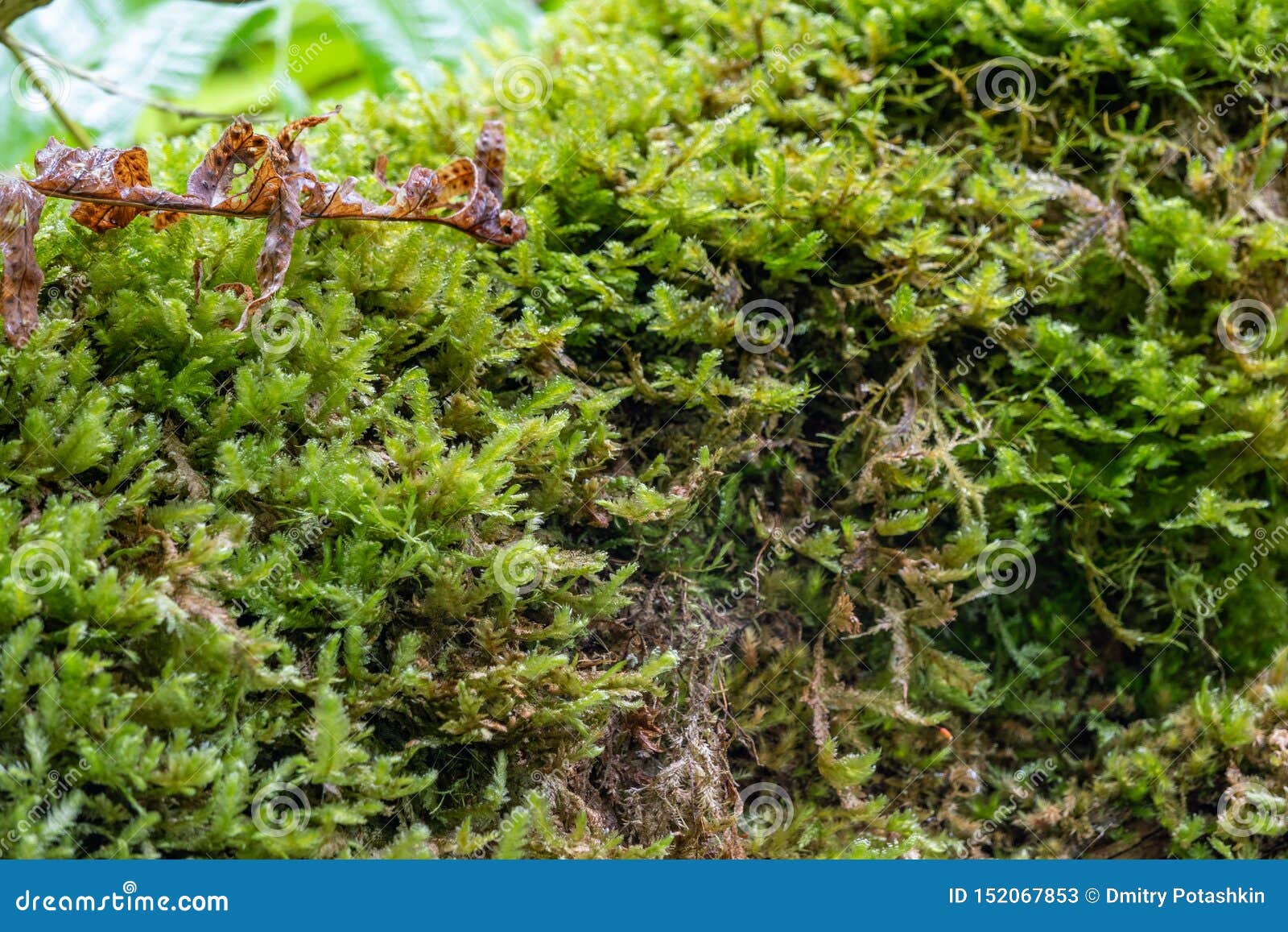 Fluffy Soft Green Moss in the Forest Stock Image - Image of life, light ...