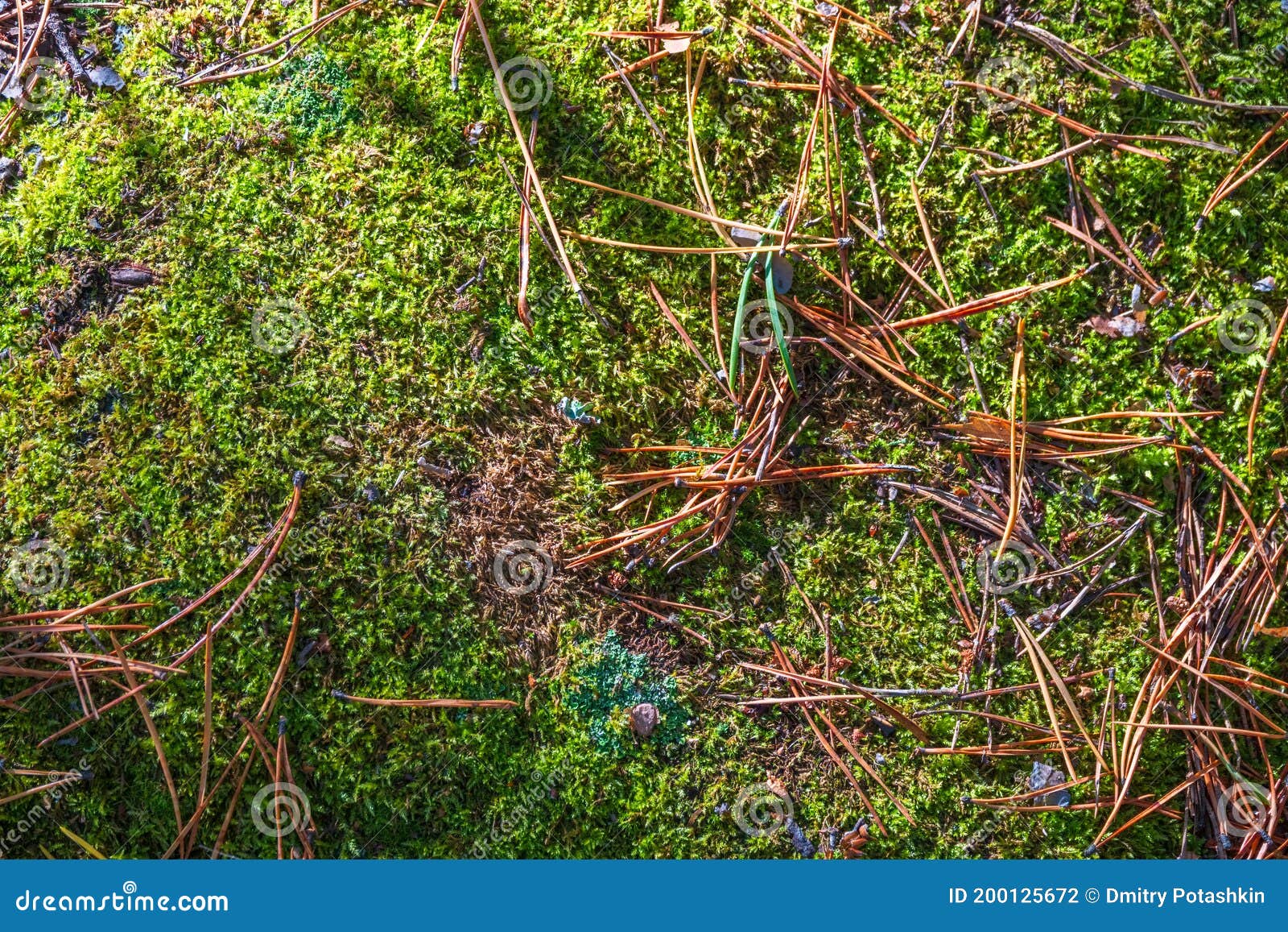 Fluffy Soft Green Moss in the Forest. Soft Moss Carpet. Detailed Image ...