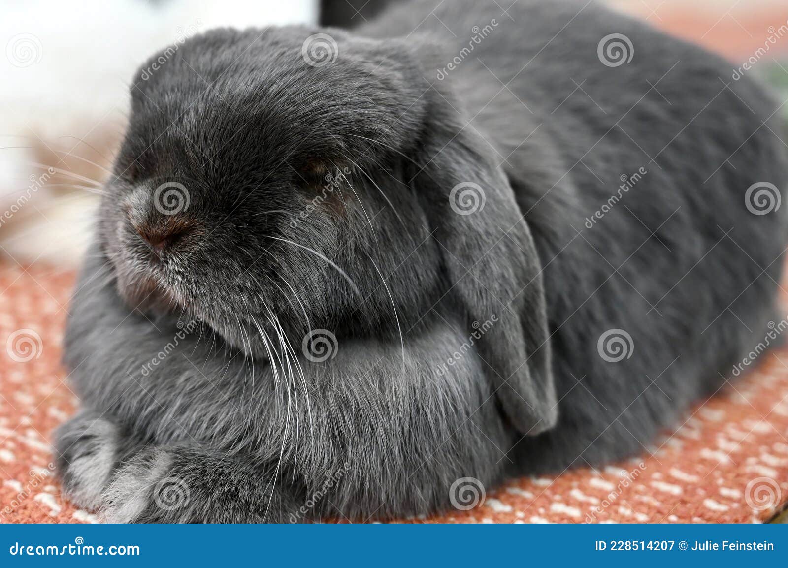 Floppy Eared Rabbit stock image. Image of bunny, long - 228514207