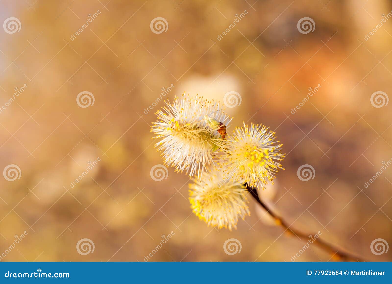 Fluffy Soft Willow Buds in Early Spring Stock Photo - Image of spring ...