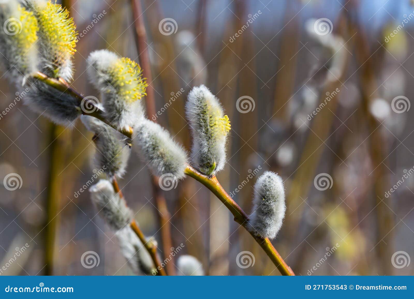 Fluffy soft willow buds stock image. Image of plant - 271753543