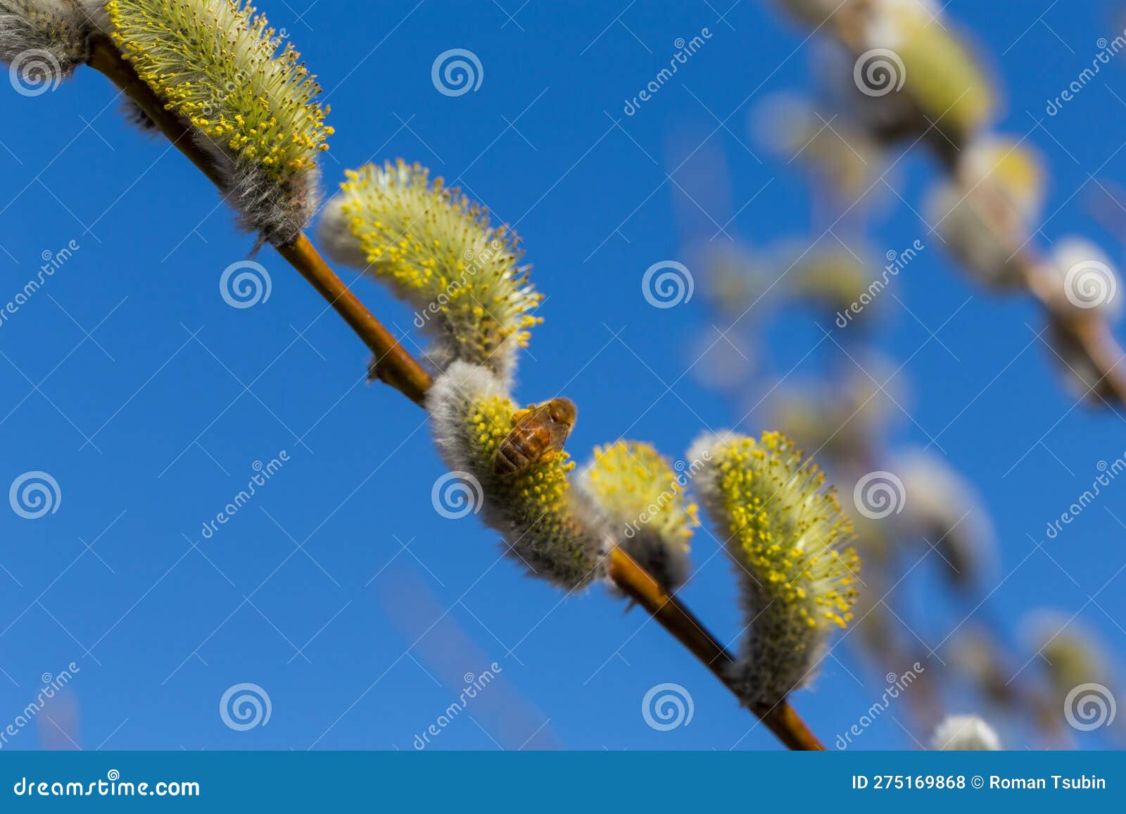 Fluffy soft willow buds stock photo. Image of march - 275169868