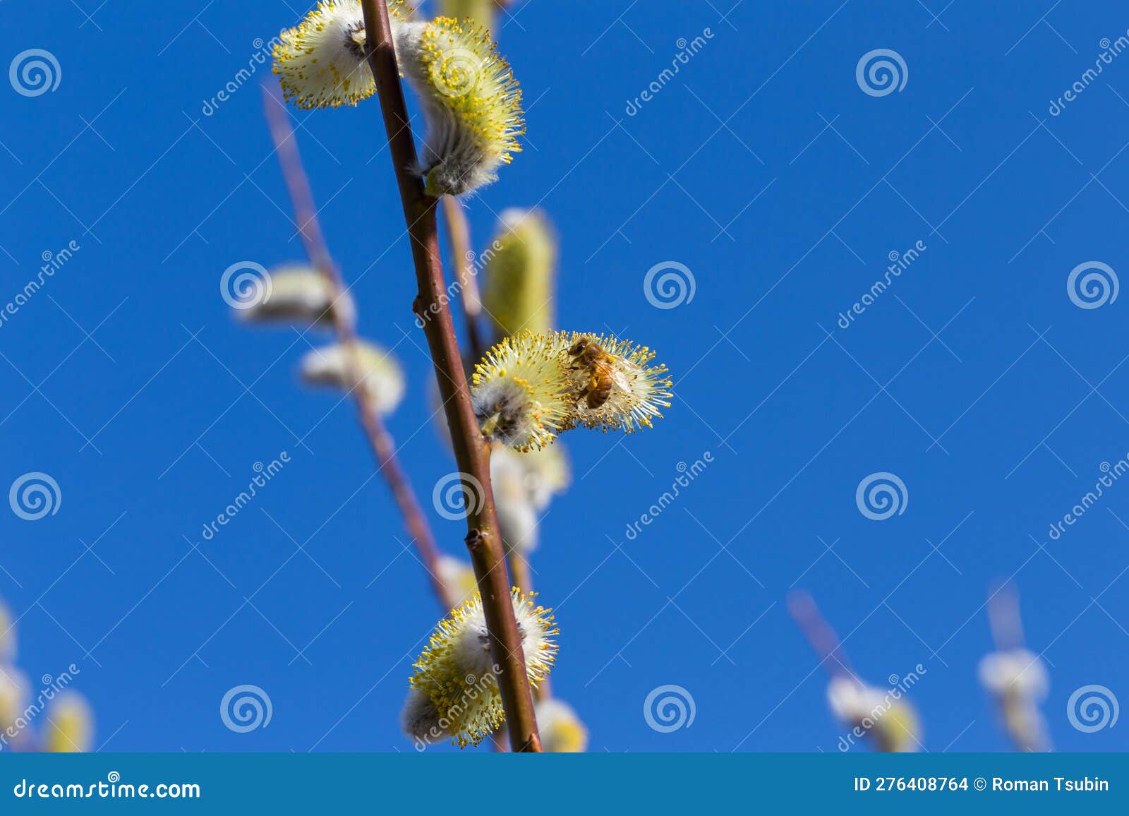 Fluffy soft willow buds stock photo. Image of blue, beauty - 276408764