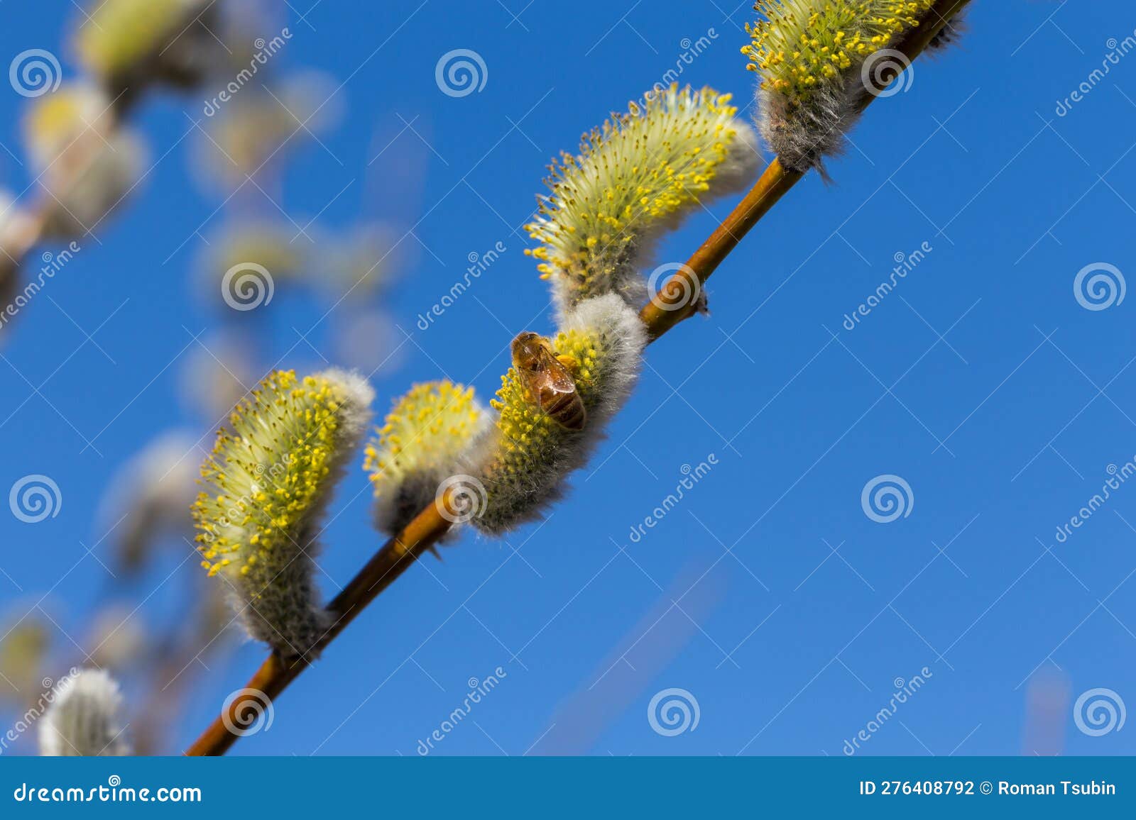 Fluffy soft willow buds stock photo. Image of nature - 276408792